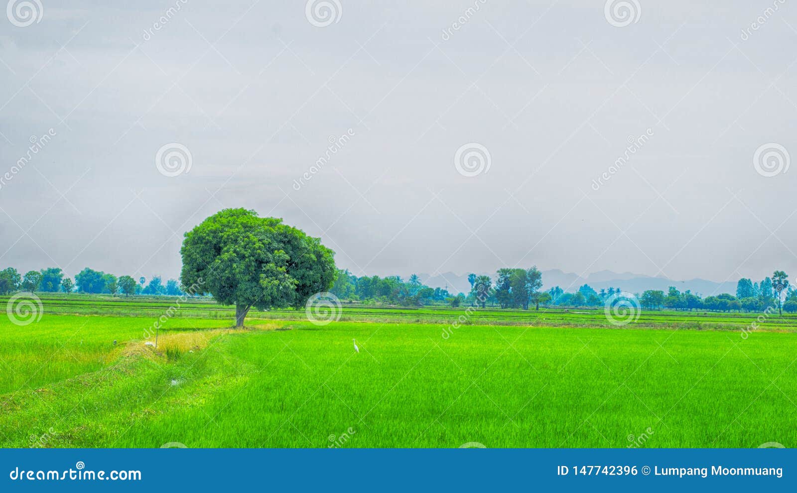 Single Rice Plant