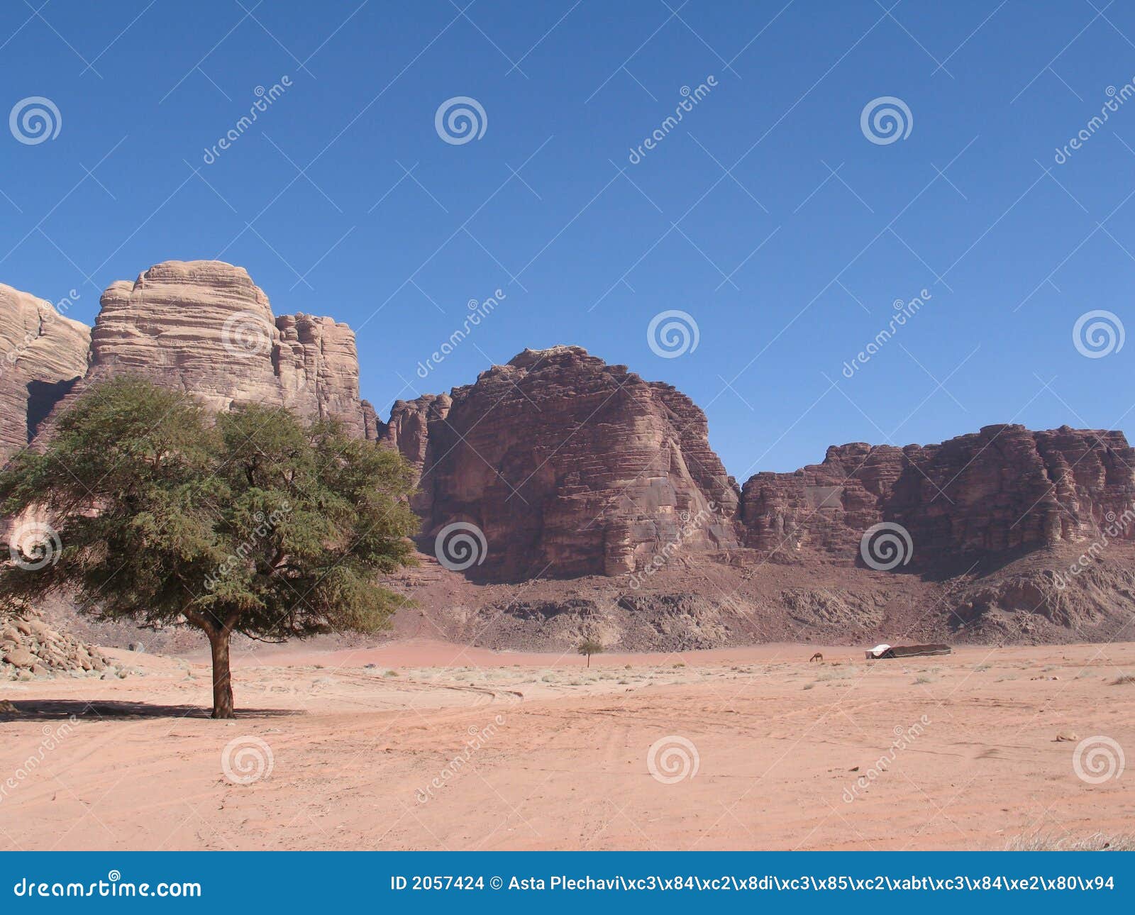 Single Tree and Road Wadi Rum Stock Photo - Image of isolated, dune ...