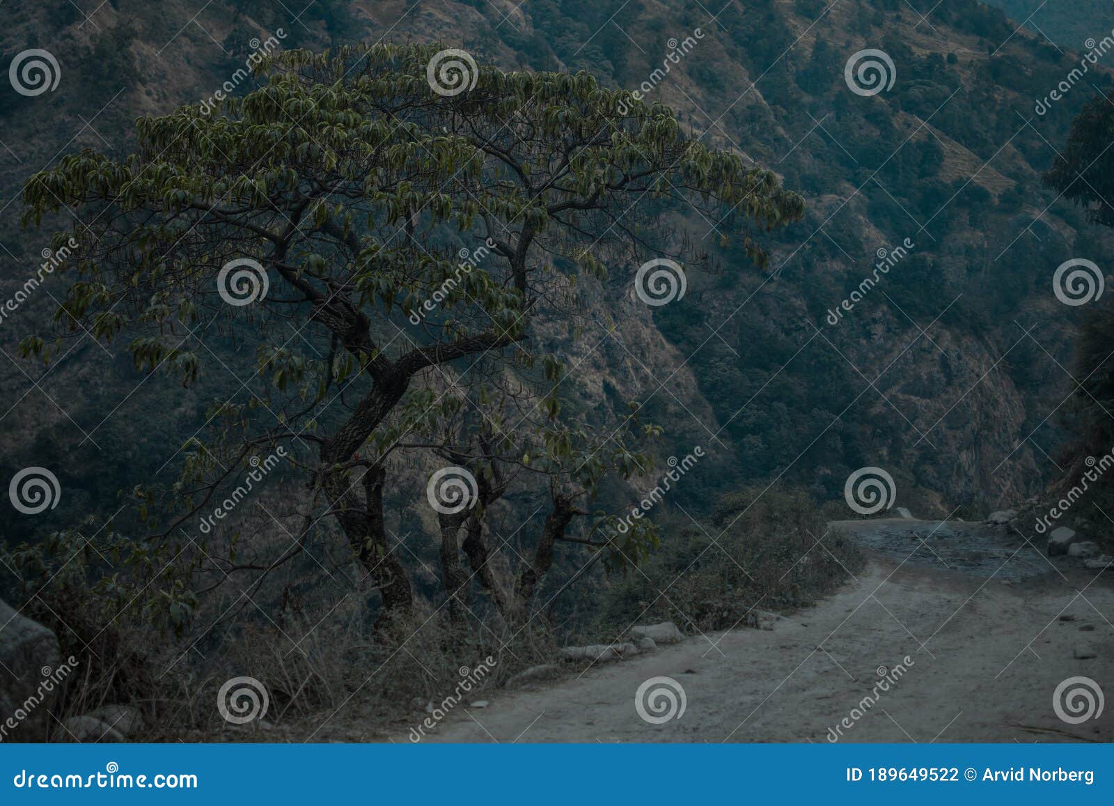 Single Tree by Roadside in the Mountains Stock Photo - Image of route ...