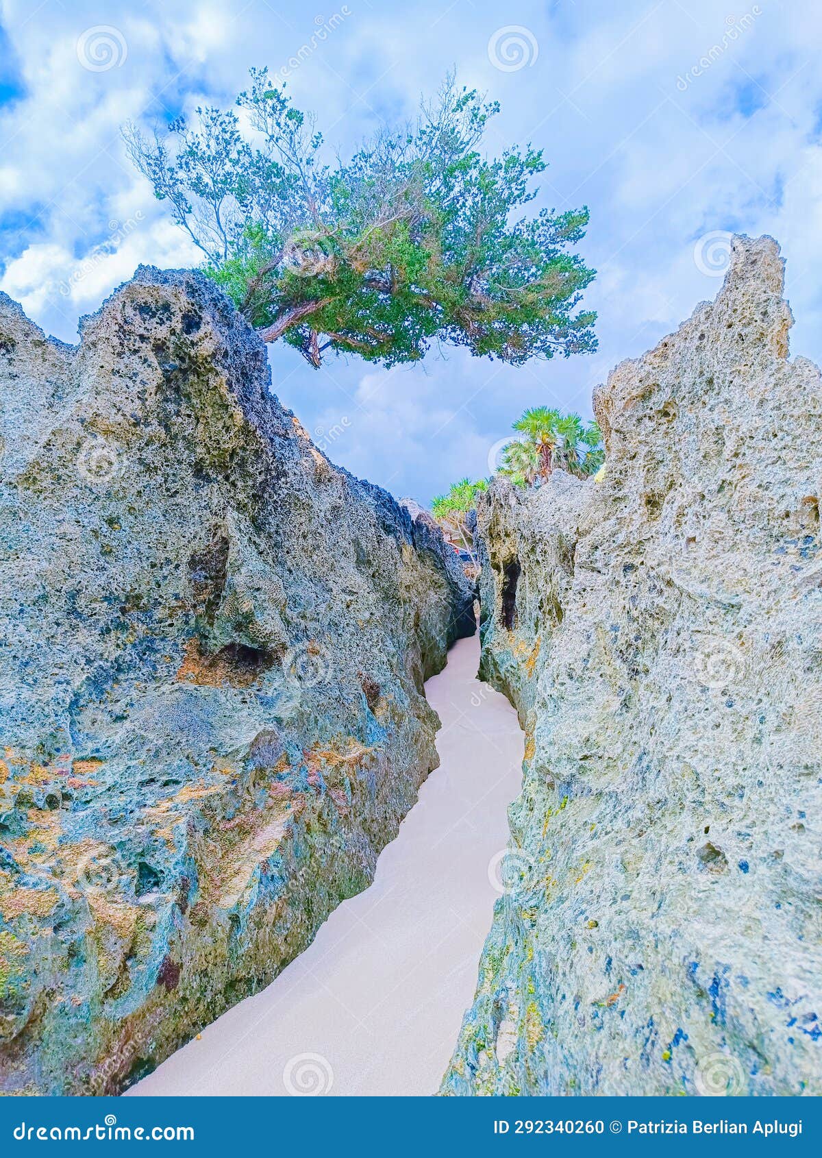 Tree on a Rock on the Beach Stock Photo - Image of green, formation ...