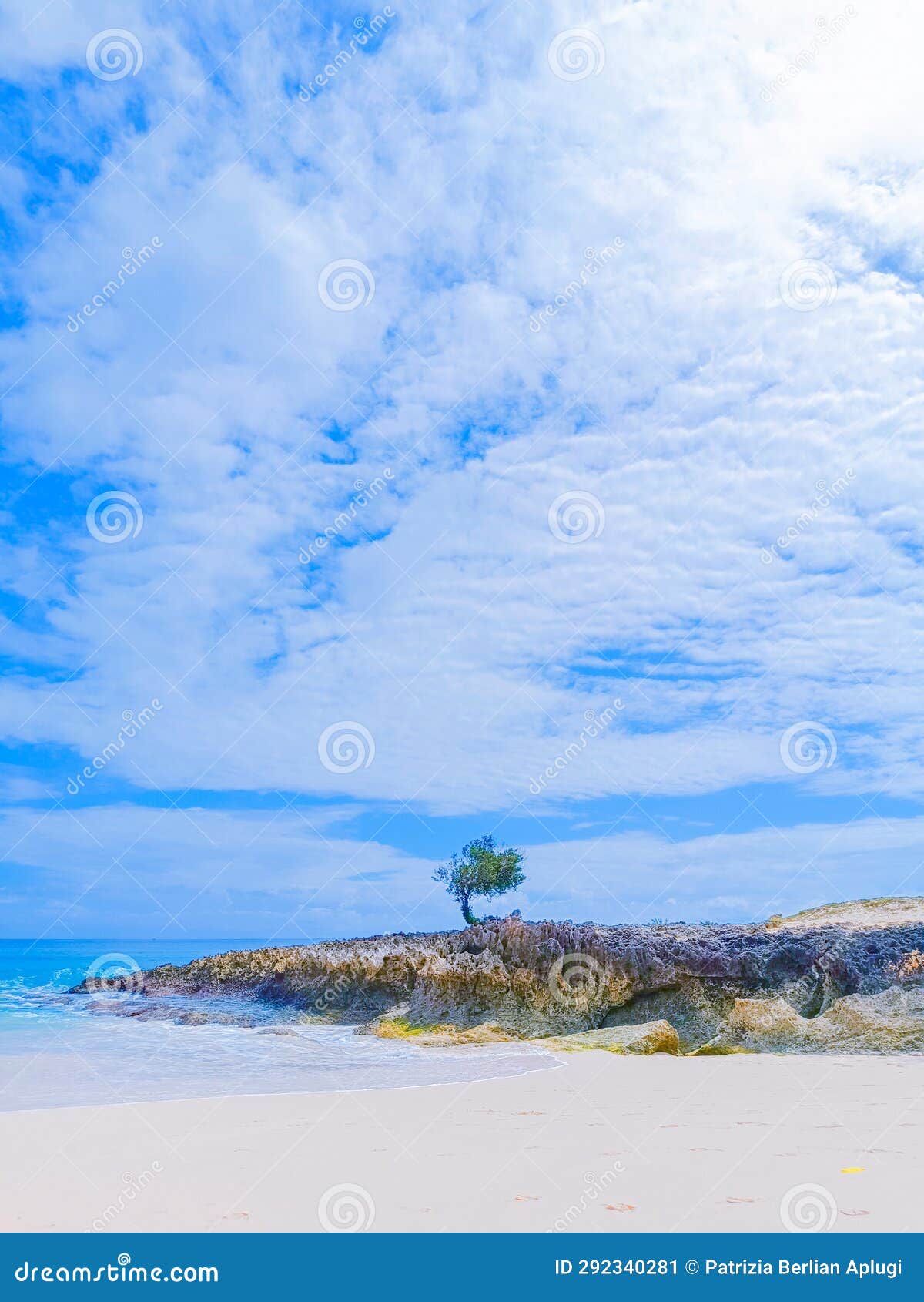 Single Tree on a Rock on the Beach Stock Image - Image of tree, cloud ...