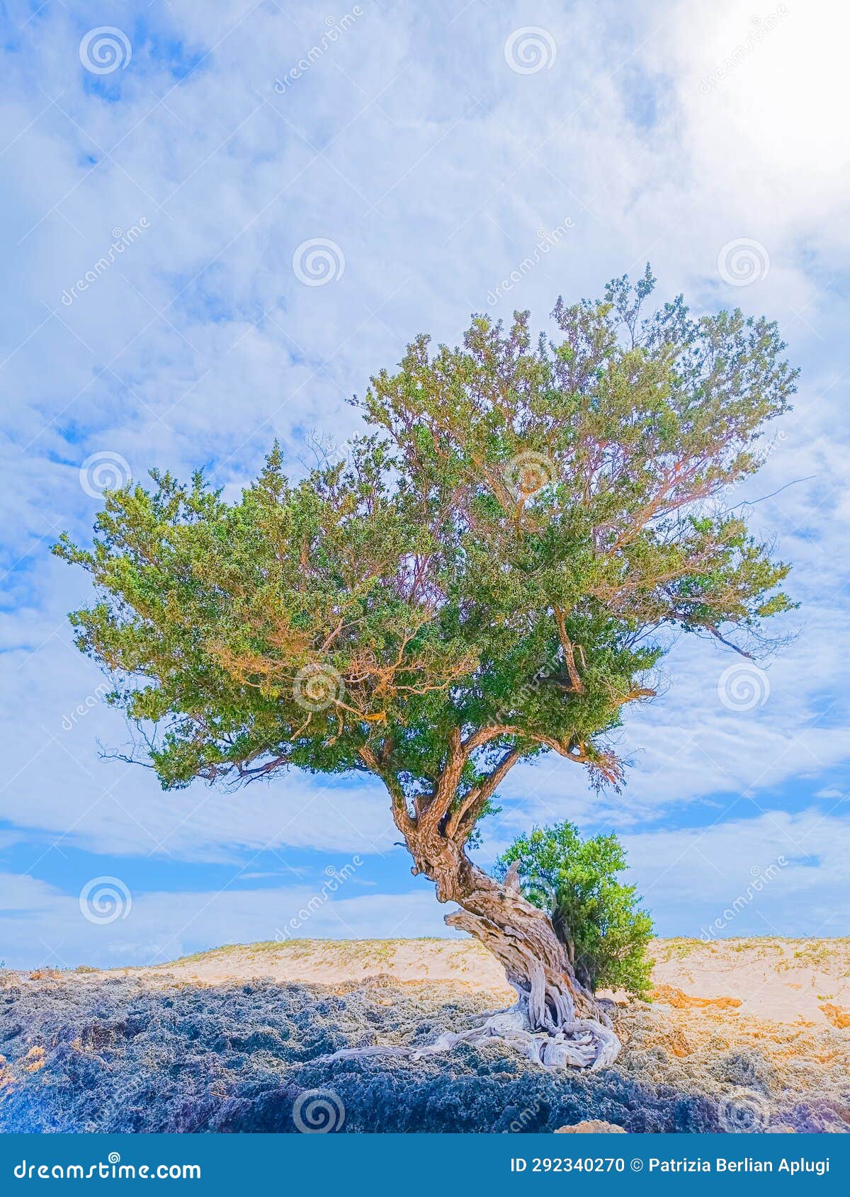 Single Tree on a Rock on the Beach Stock Photo - Image of nature, tree ...