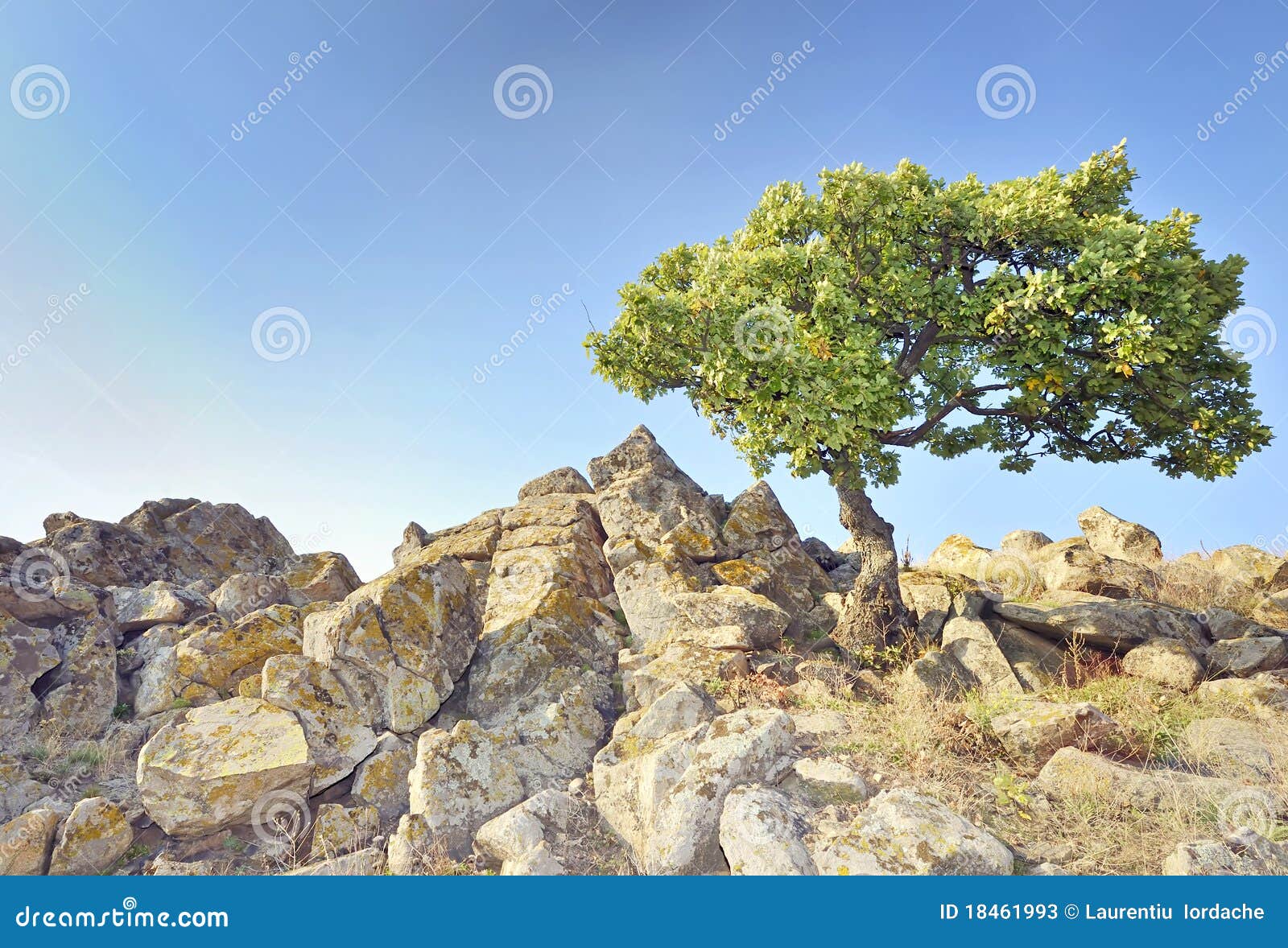 Single tree on rocks stock image. Image of solitary, solitude - 18461993