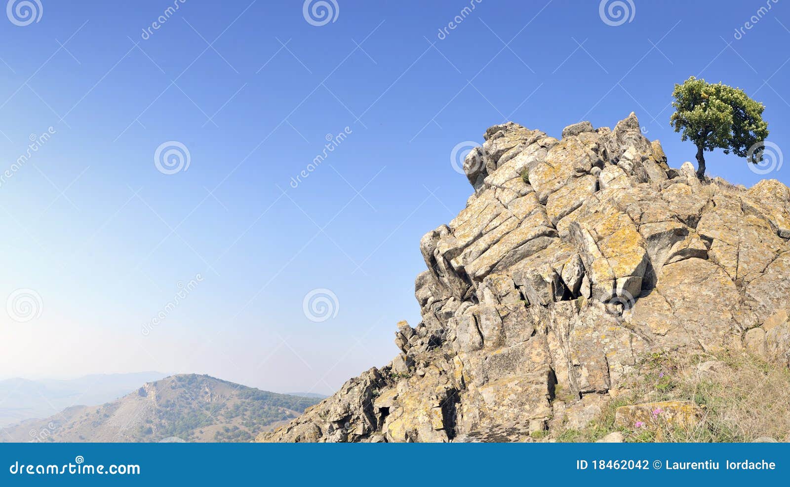 Single tree on rocks stock photo. Image of edge, lonely - 18462042
