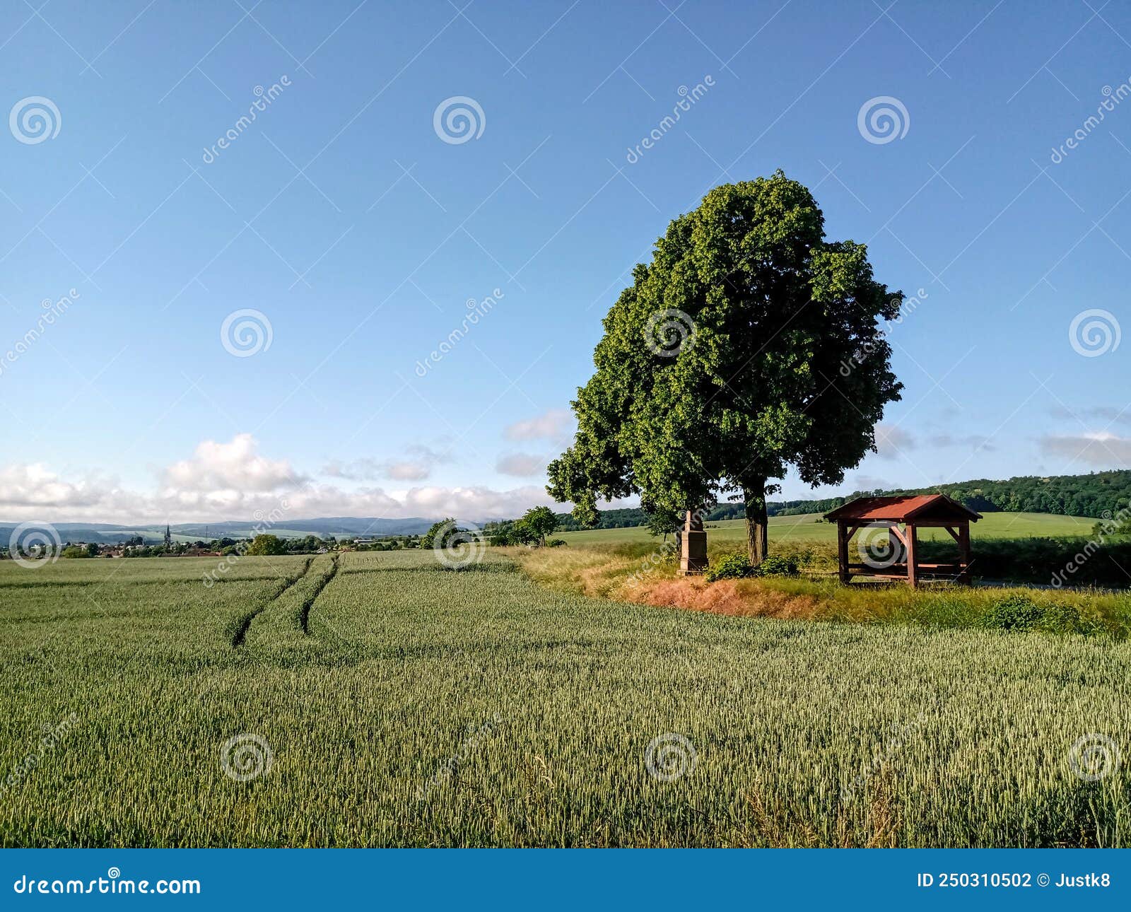 Single Tree and Roofed Bench by a Grain Field Stock Photo - Image of ...