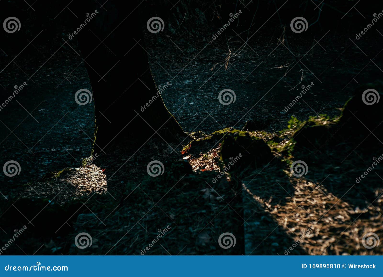 Single Tree Root in a Forest at Night Time Stock Photo - Image of ...