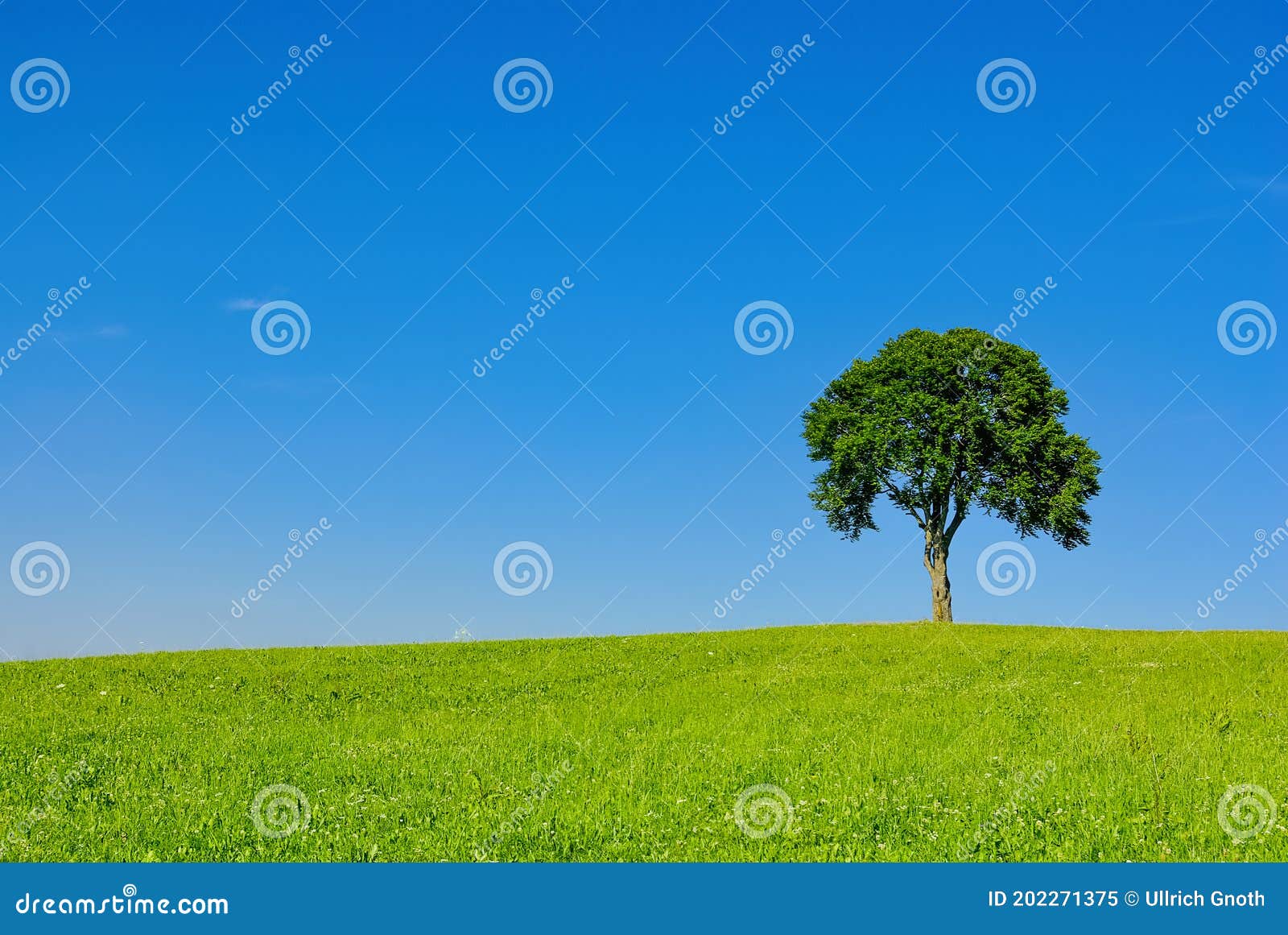 Single Tree in Rural Area stock image. Image of badenwurttemberg ...