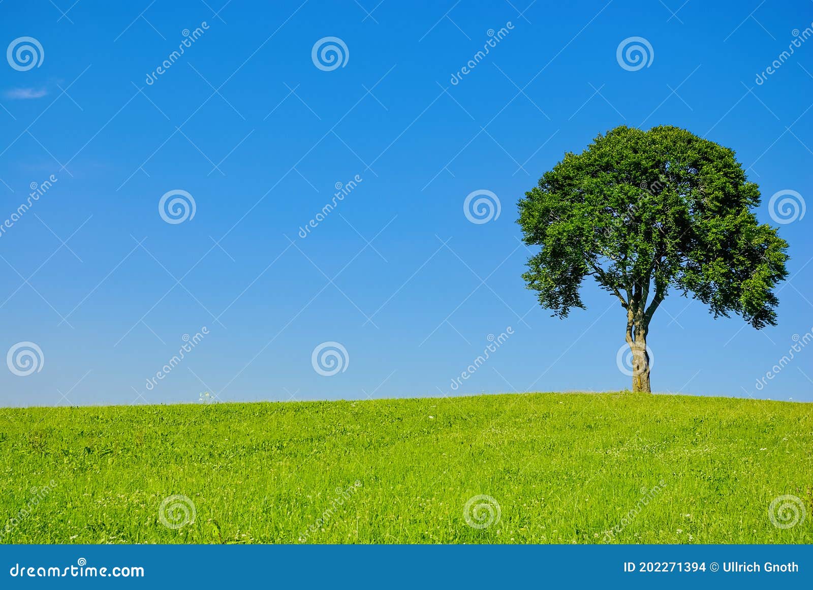 Single Tree in Rural Area stock photo. Image of meadow - 202271394
