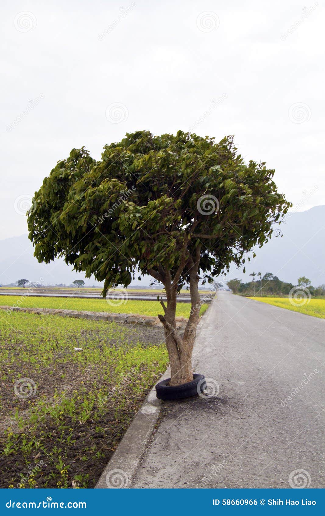 Single tree on rural road stock photo. Image of outdoors - 58660966