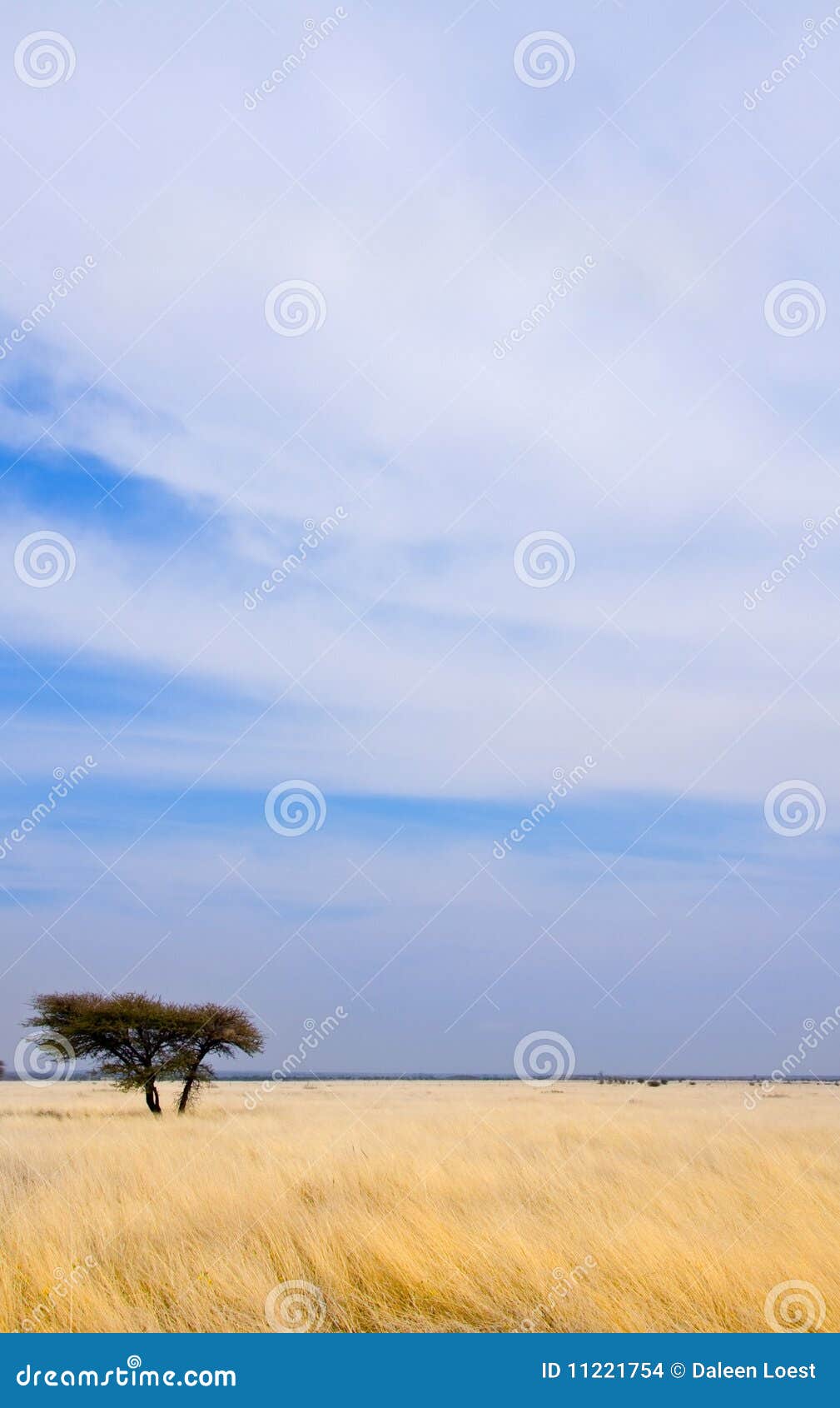1,791 Tree Veld Stock Photos - Free & Royalty-Free Stock Photos from ...