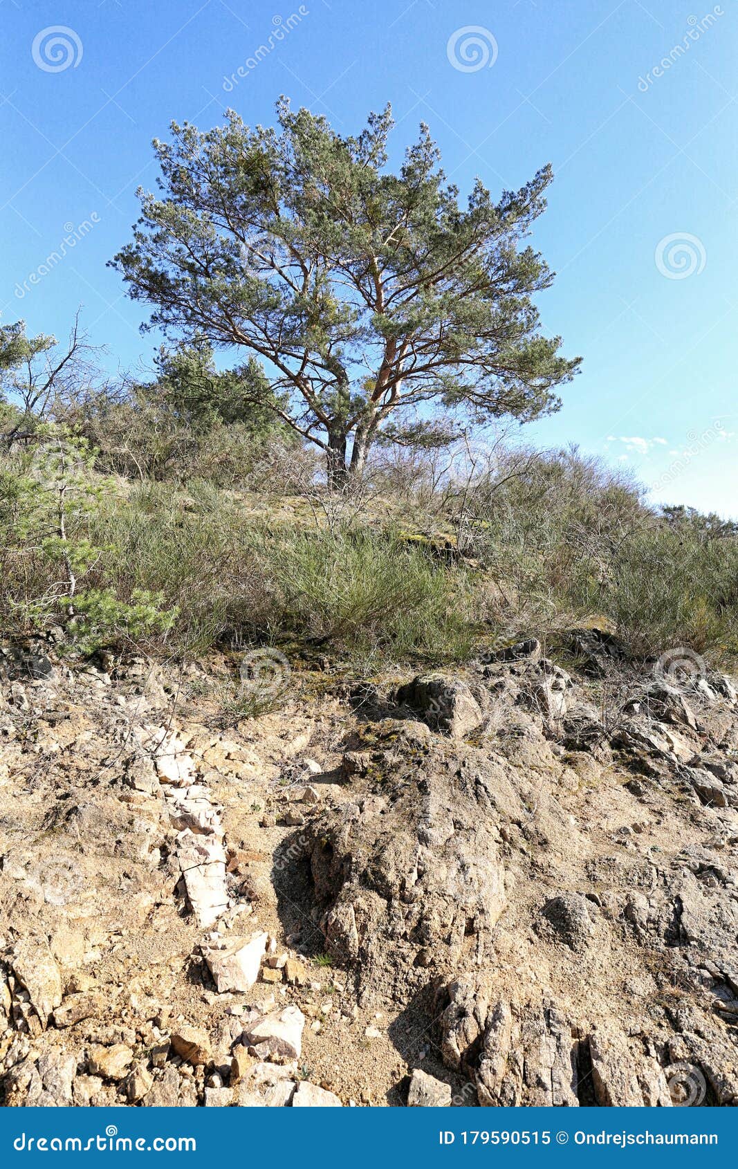 Single Tree on Scrubby and Rocky River Banks Stock Image - Image of ...