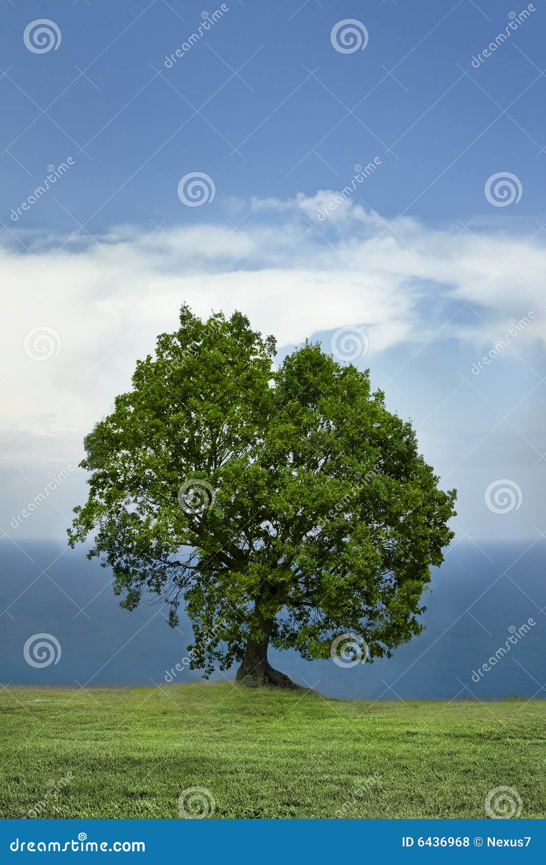 Single Tree and the Sea stock photo. Image of vacation - 6436968