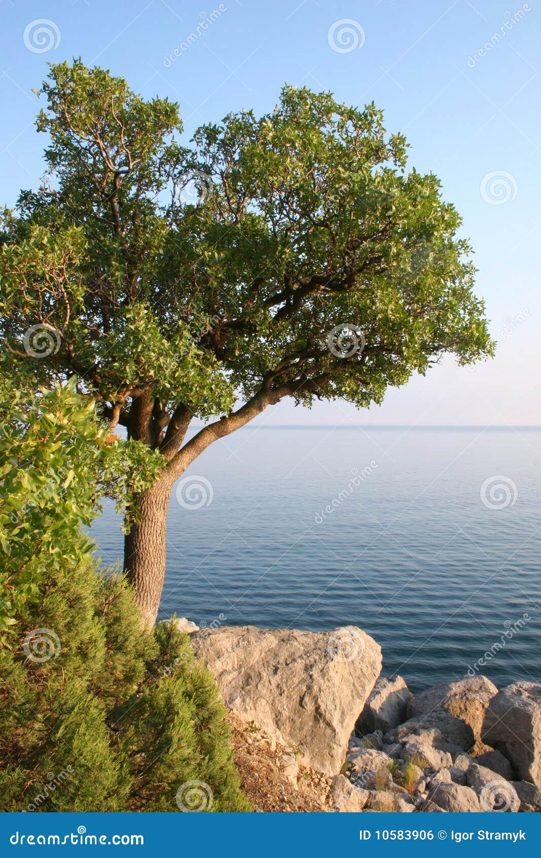A Single Tree on the Sea Shore Stock Photo - Image of tree, glassy ...