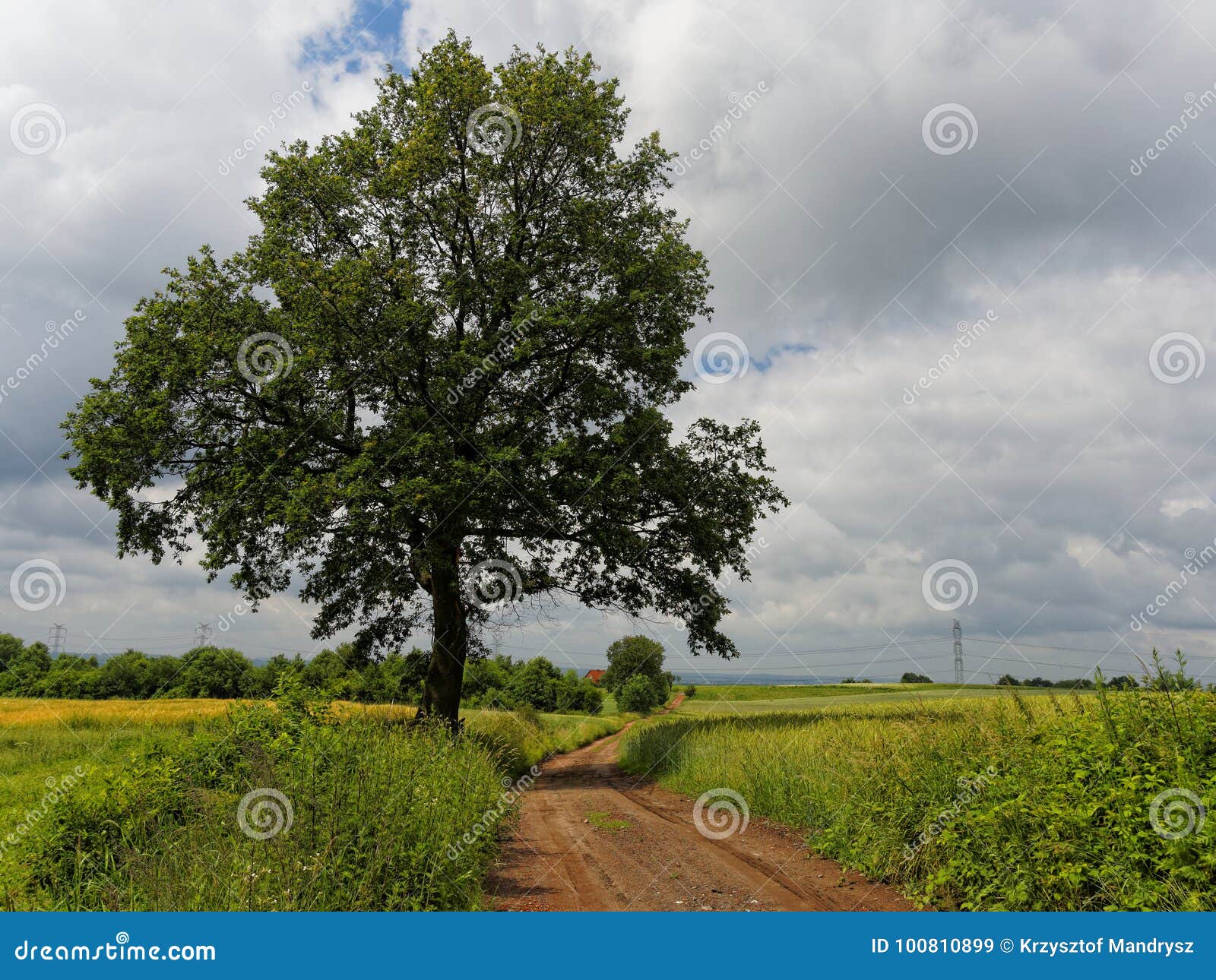 Single tree stock image. Image of flowers, view, nature - 100810899