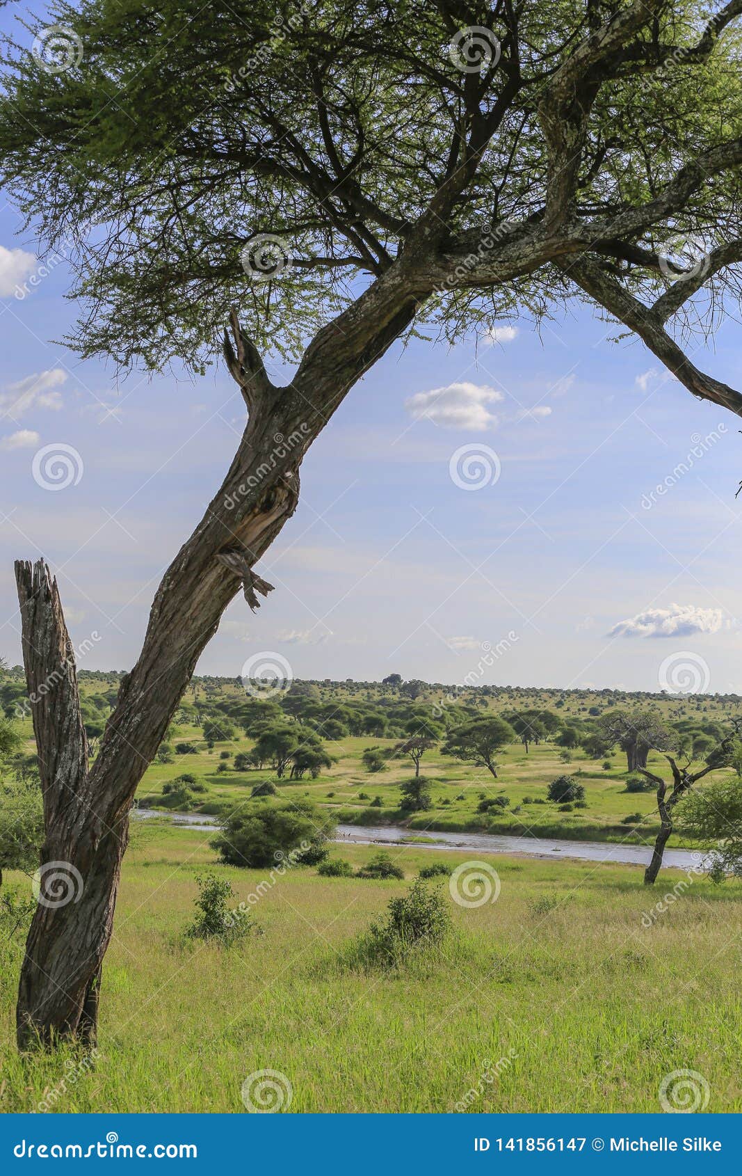 A Single Tree Sits Above a Green Plain of Trees and Grass As a Small ...