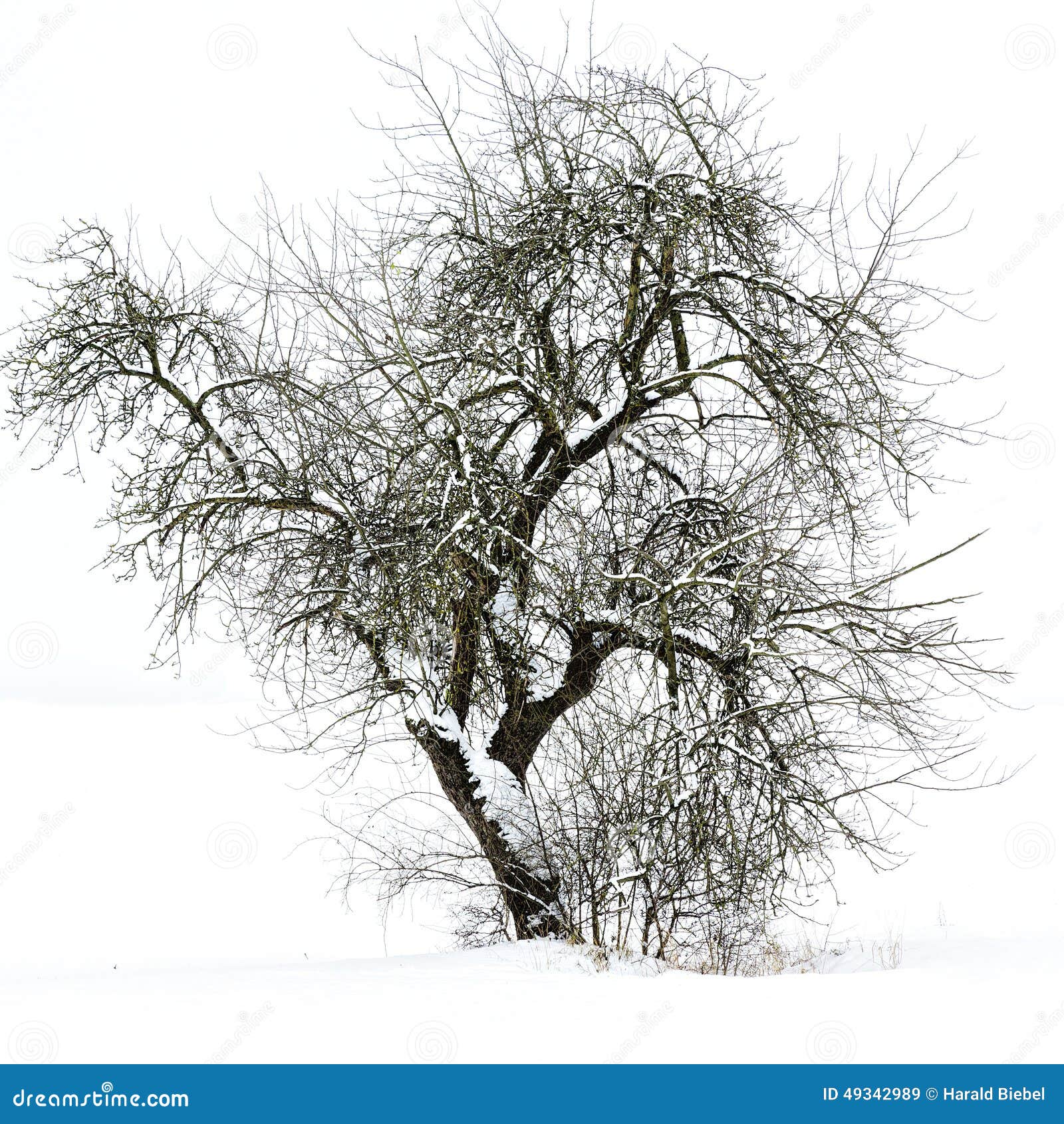 Single Tree on a Snow Covered Field Stock Image - Image of plant ...