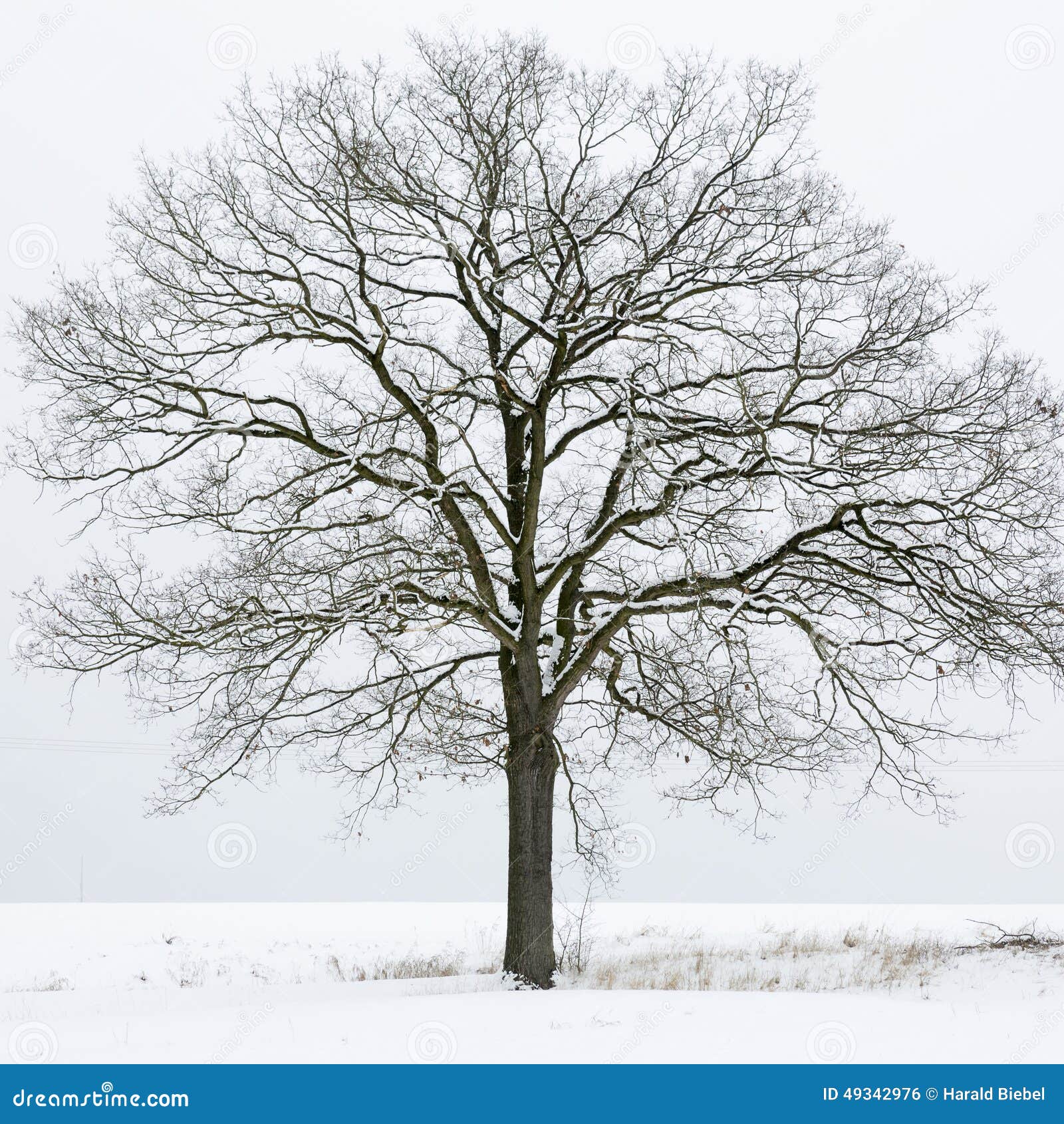 Single Tree on a Snow Covered Field Stock Photo - Image of leafless ...