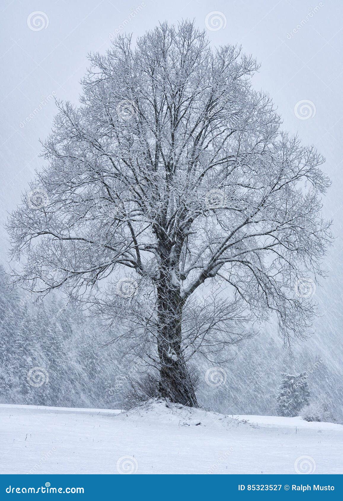 Single tree in snow storm stock image. Image of snowy - 85323527