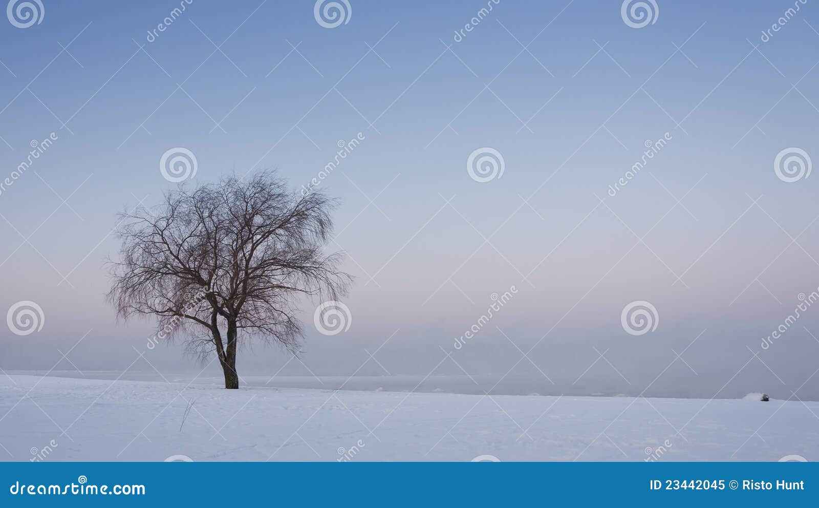Single Tree on a Snowy Field Stock Image - Image of tree, snow: 23442045