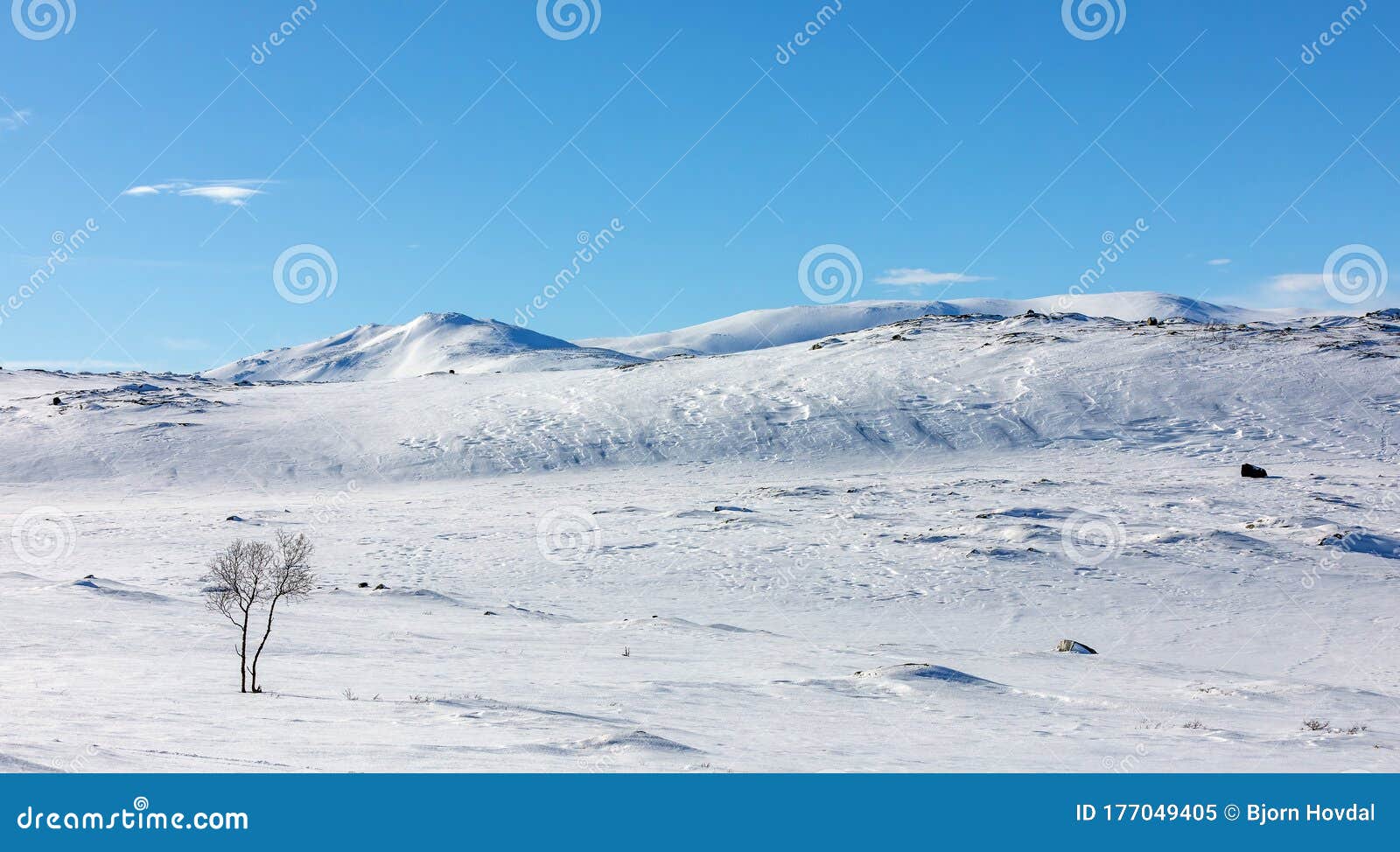 Single tree in snowy field stock image. Image of scenic - 177049405