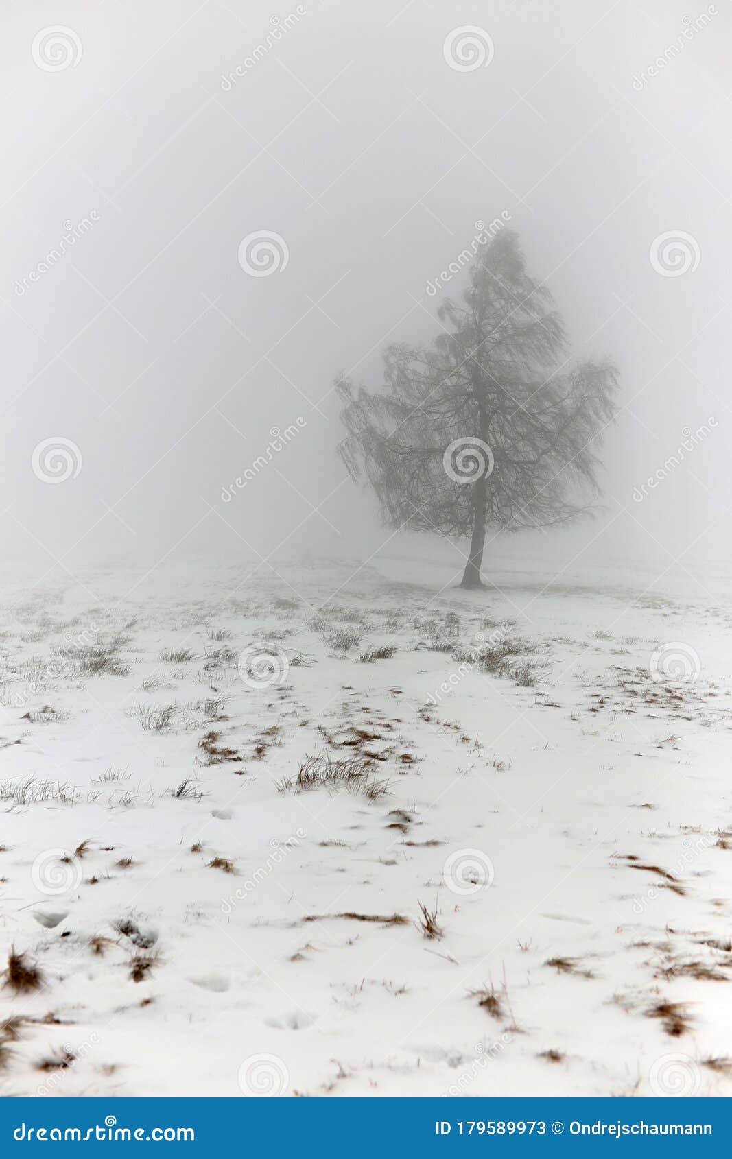 Single Tree in the Snowy Fields in Fog Stock Image - Image of frosty ...