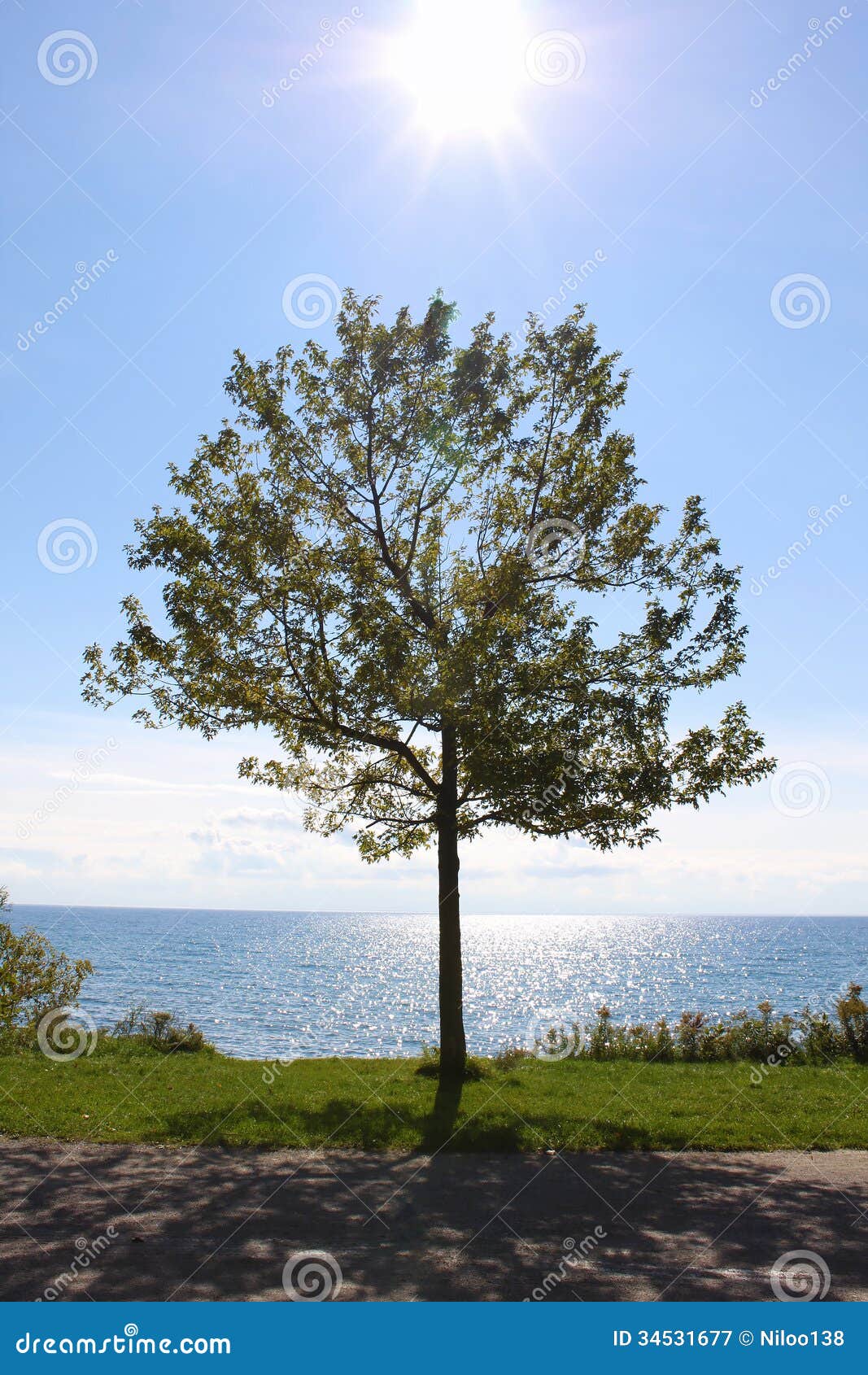 Single Tree and a Sparkling Blue Lake Stock Image - Image of background ...