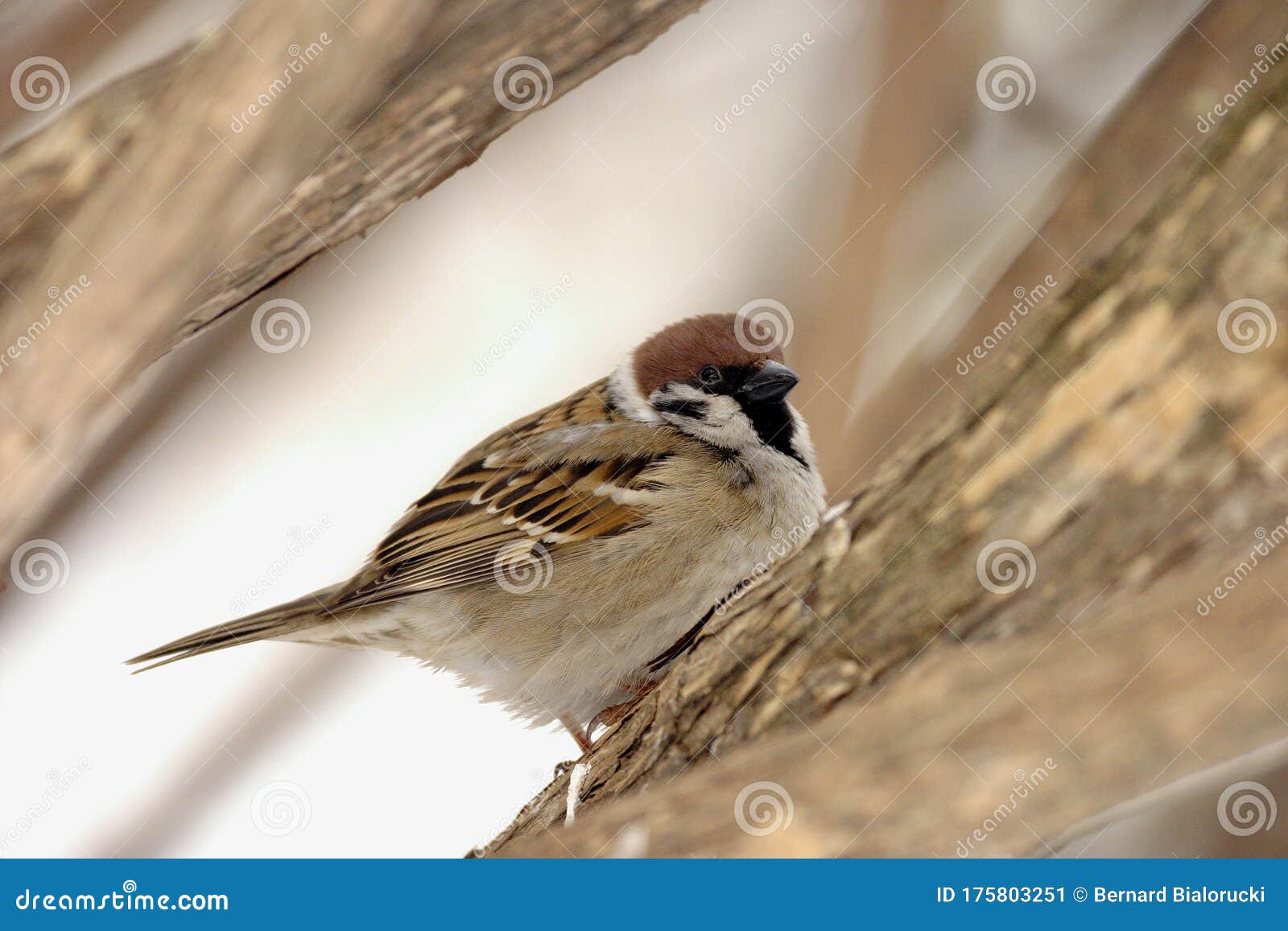 Single Tree Sparrow Bird on a Tree Branch during a Spring Nesting ...