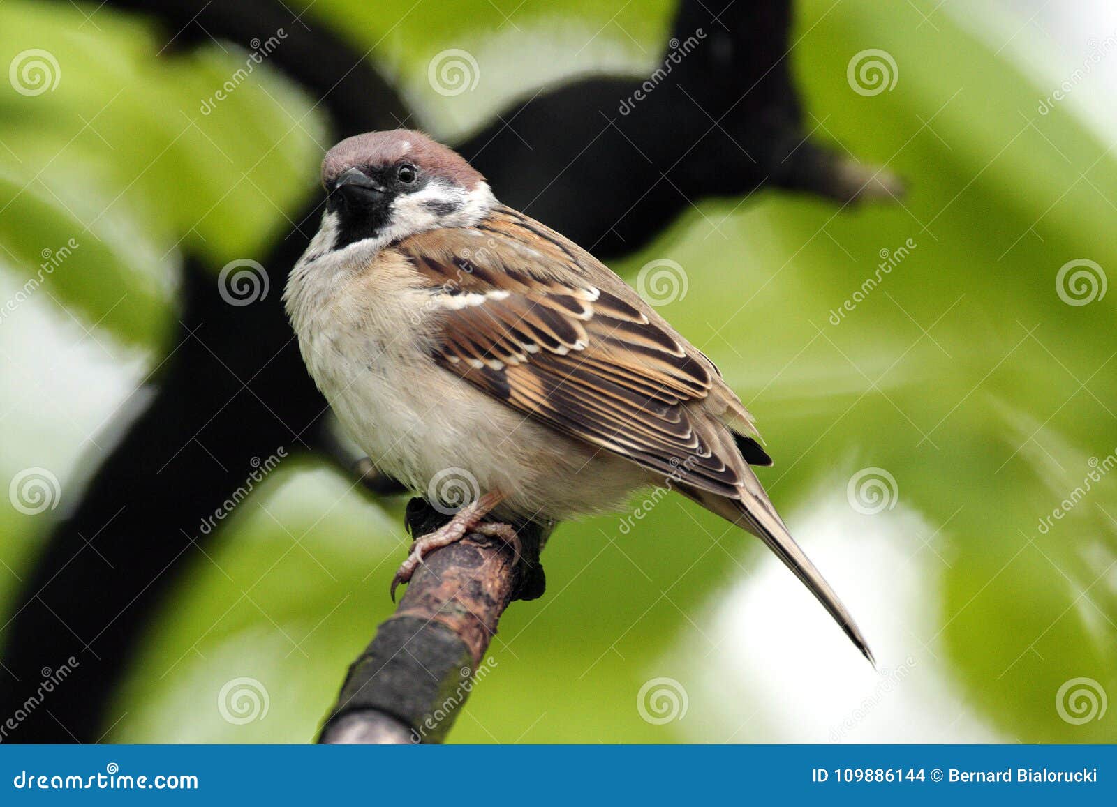 Single Tree Sparrow on a Tree Branch during a Spring Period Stock Photo ...