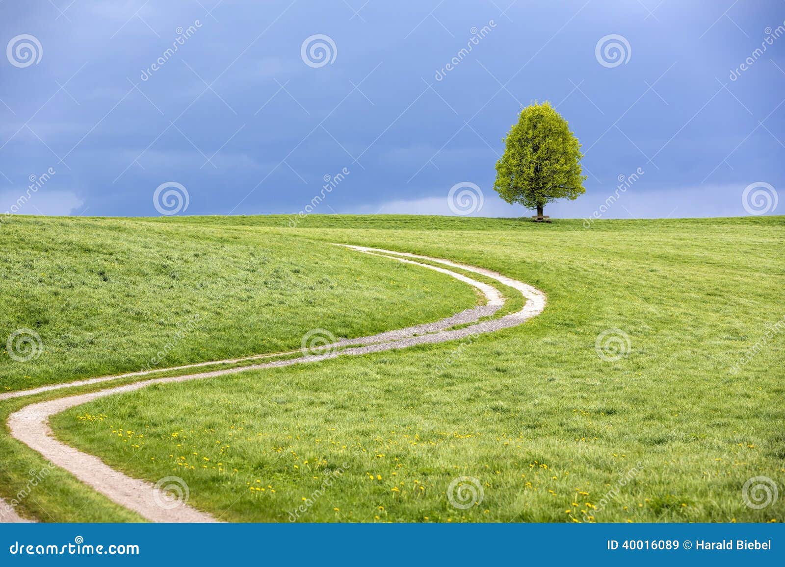 Single Tree in Spring with Dramatic Sky Stock Image - Image of horizon ...