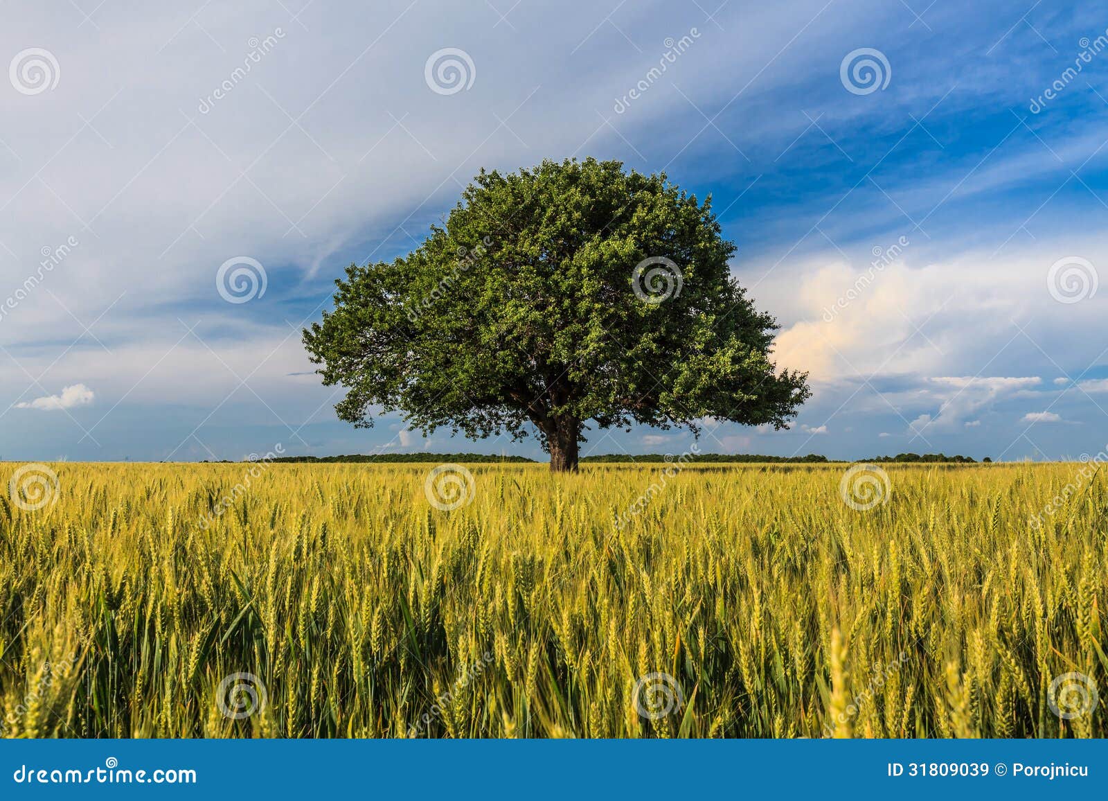 Single tree in spring stock image. Image of cultivation - 31809039
