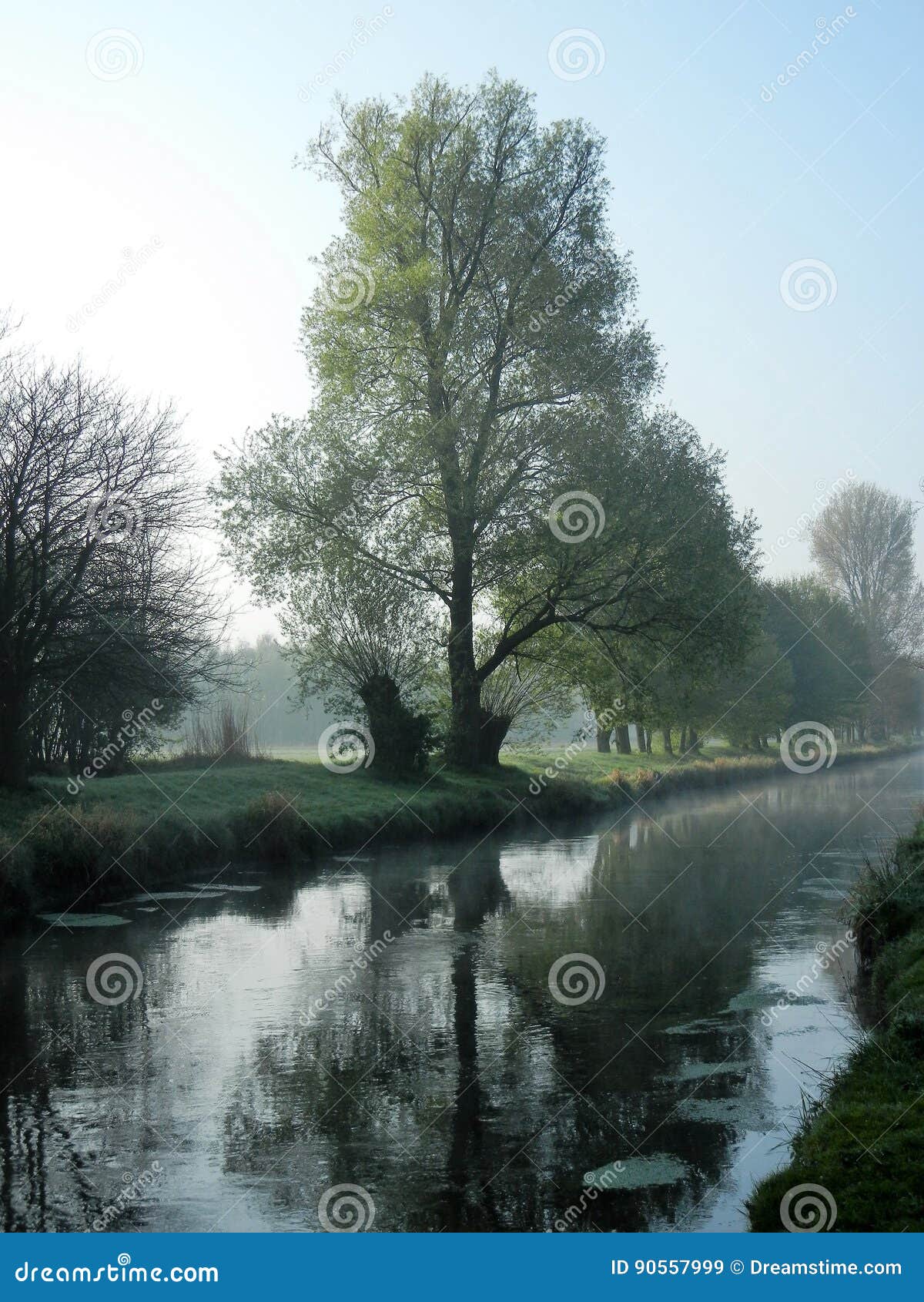 Single Tree in Spring at Lower Rhine Area Stock Image - Image of ...