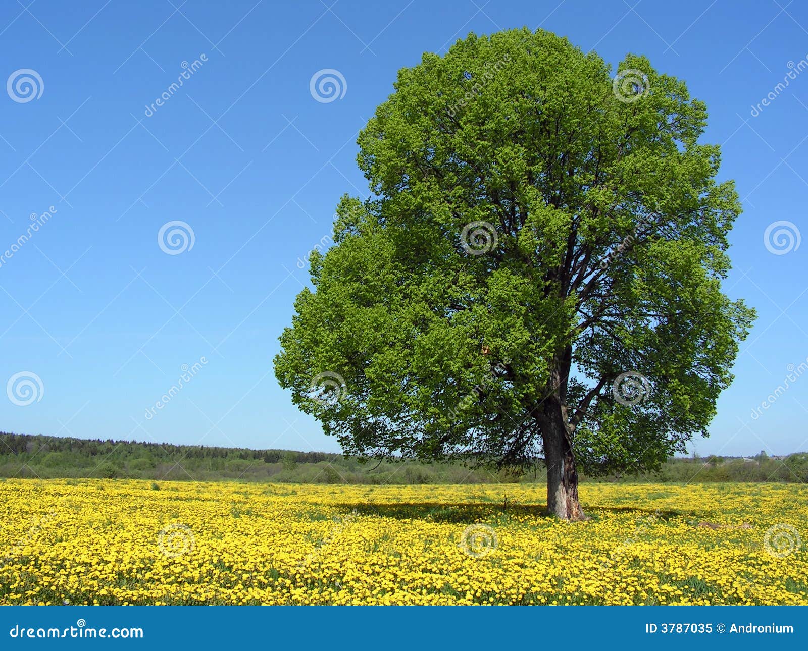 Single Tree at the Spring Meadow Stock Image - Image of colorful, grass ...