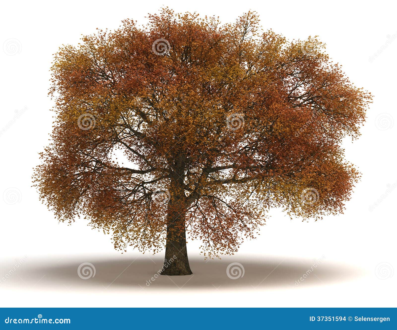 Single Tree stock illustration. Illustration of season - 37351594