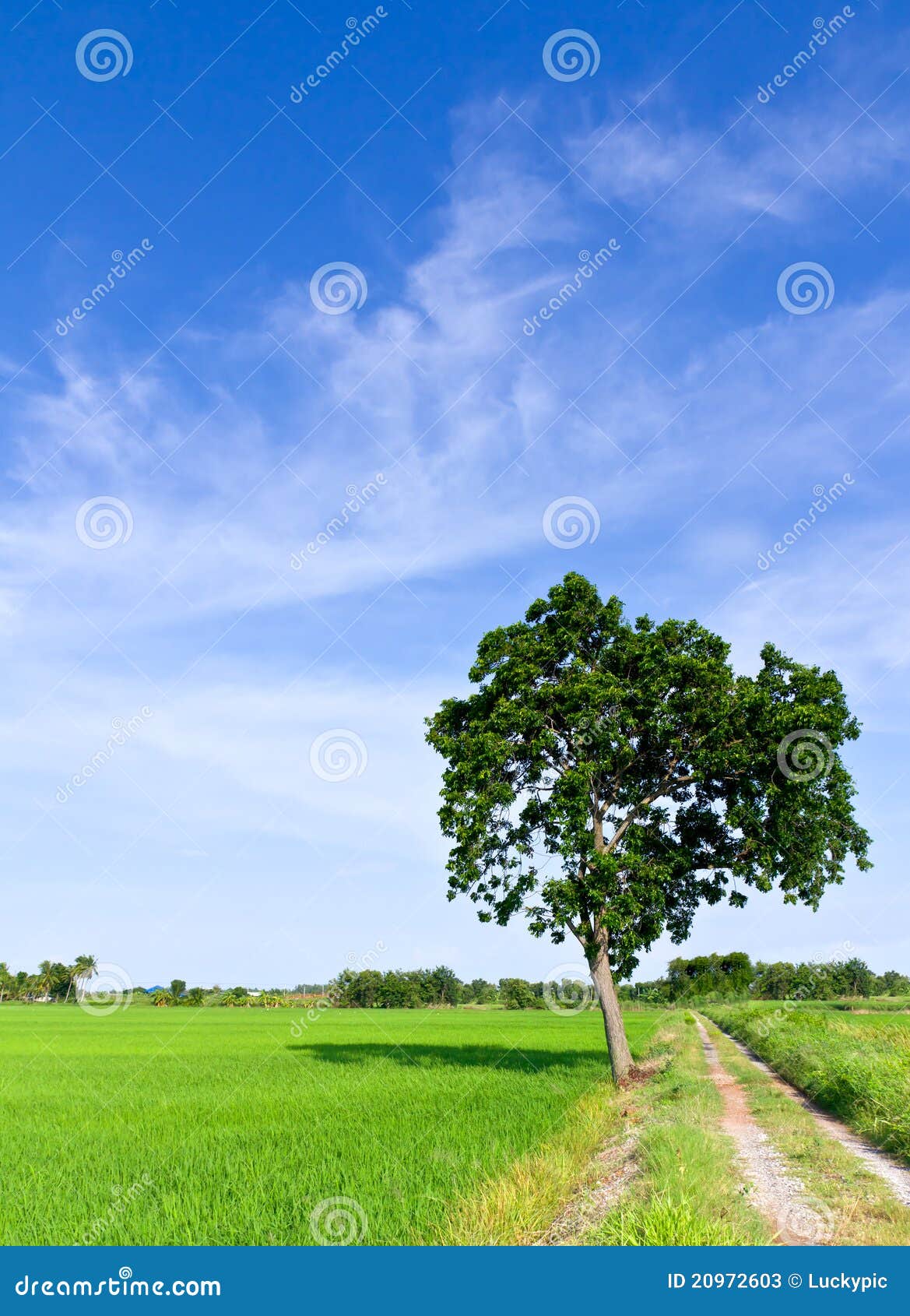 Single tree standing alone stock image. Image of leaf - 20972603