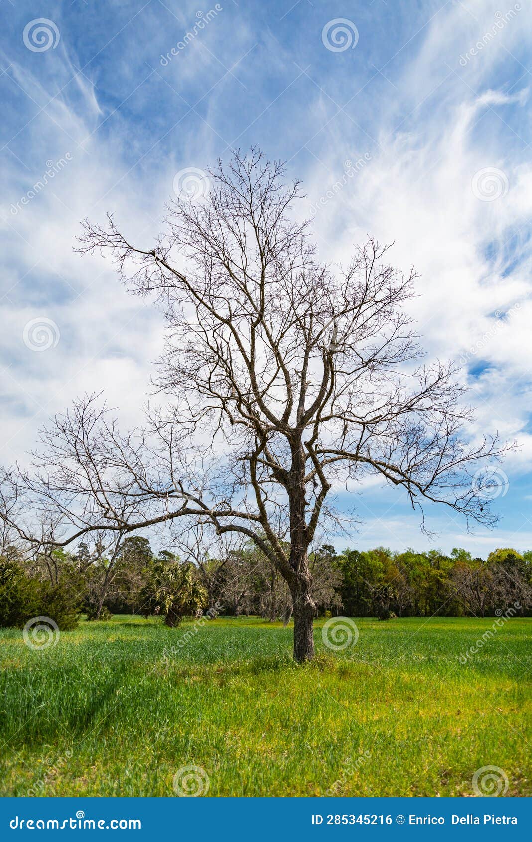 A Single Tree Standing Alone with Blue Sky and Grass. Stock Photo ...