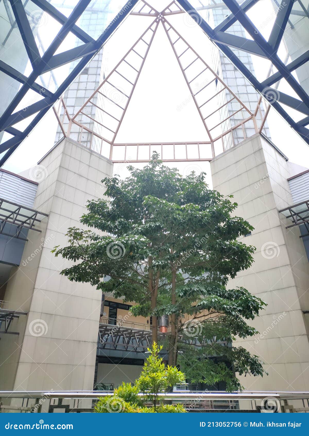 Single Tree Standing Alone in a Building Stock Photo - Image of ...