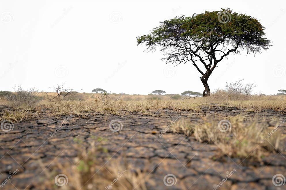 A Single Tree Standing Alone in a Desolate, Dry Field with No Other ...