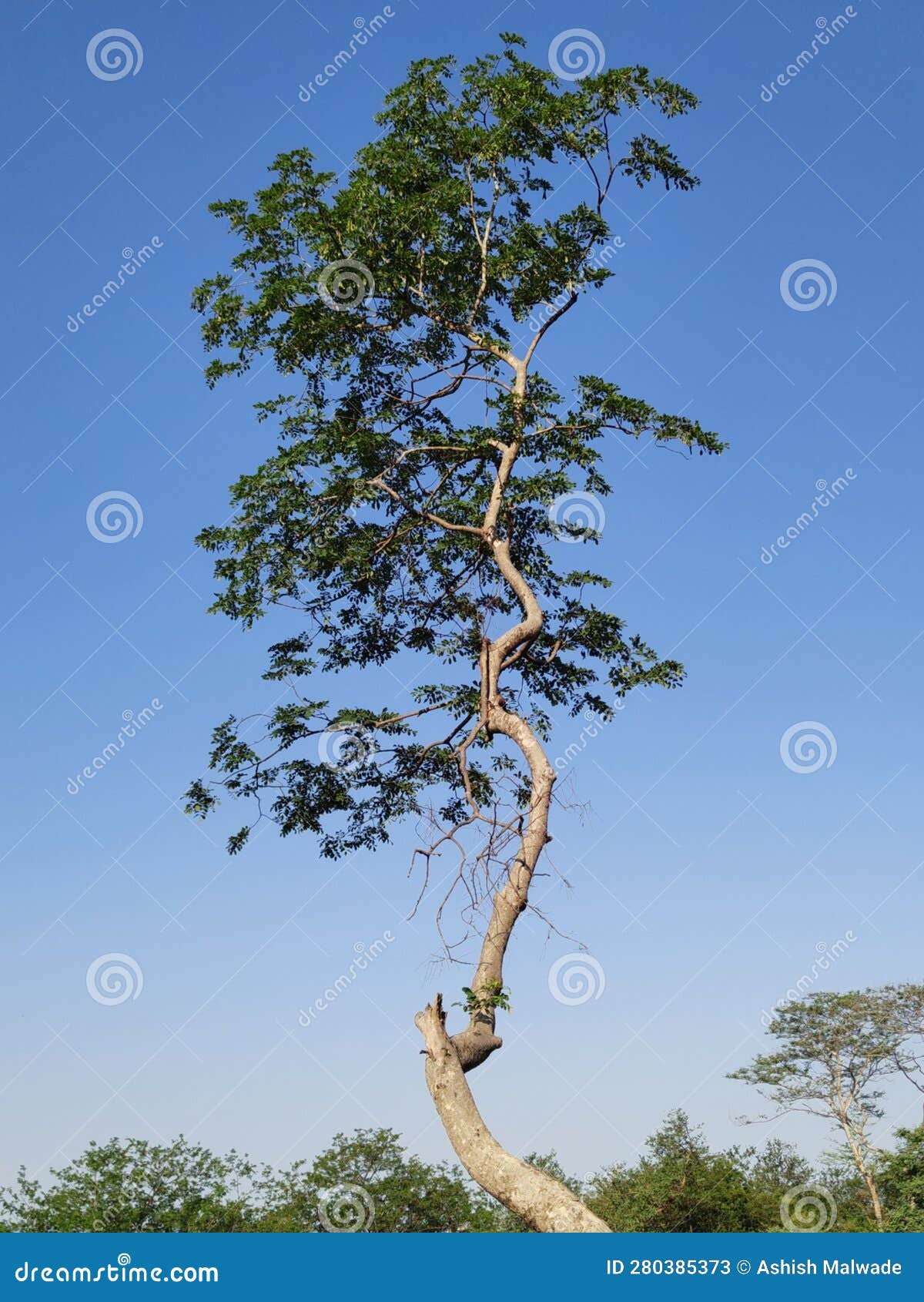 Single Tree Standing Alone in Jungle Stock Image - Image of produce ...