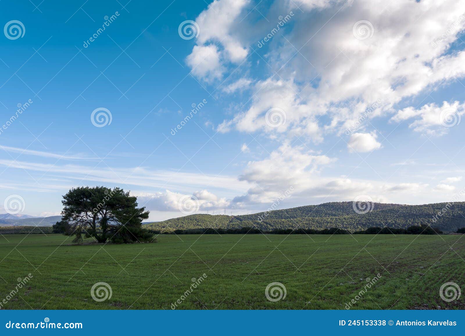 A Single Tree Standing Alone in the Meadow Stock Photo - Image of ...
