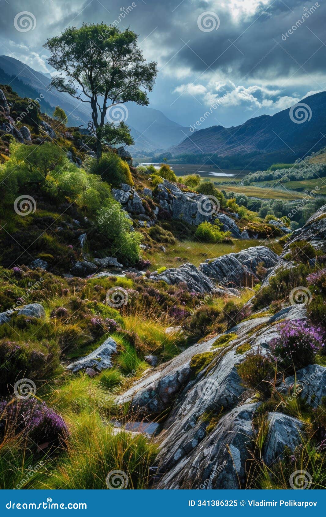 A Single Tree Standing Alone on a Rocky Hillside, Ideal for Use in ...
