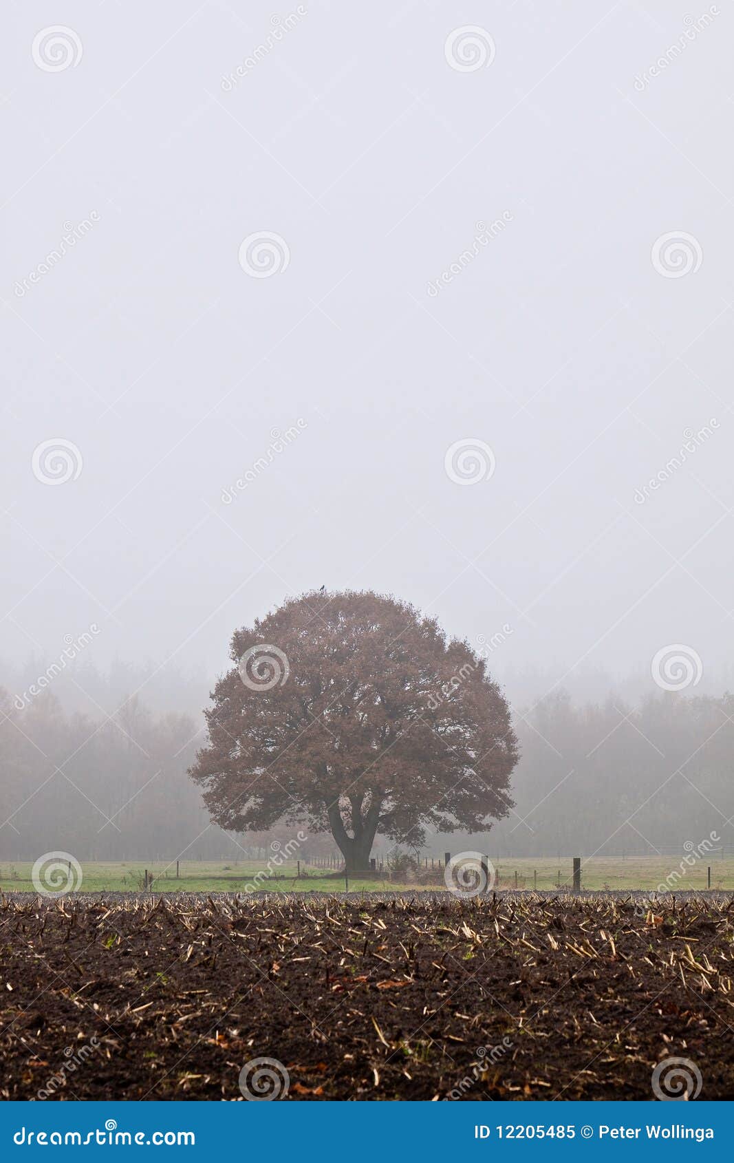 Single Tree Standing in the Countryside Stock Image - Image of ...