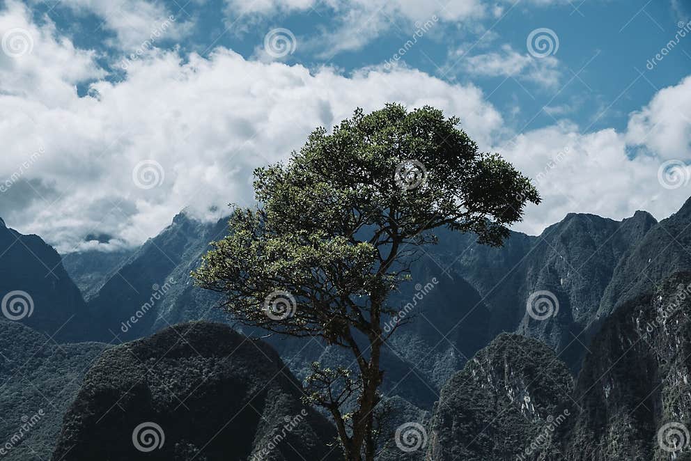 Single Tree Standing Tall in between Mountain Peeks Stock Image - Image ...