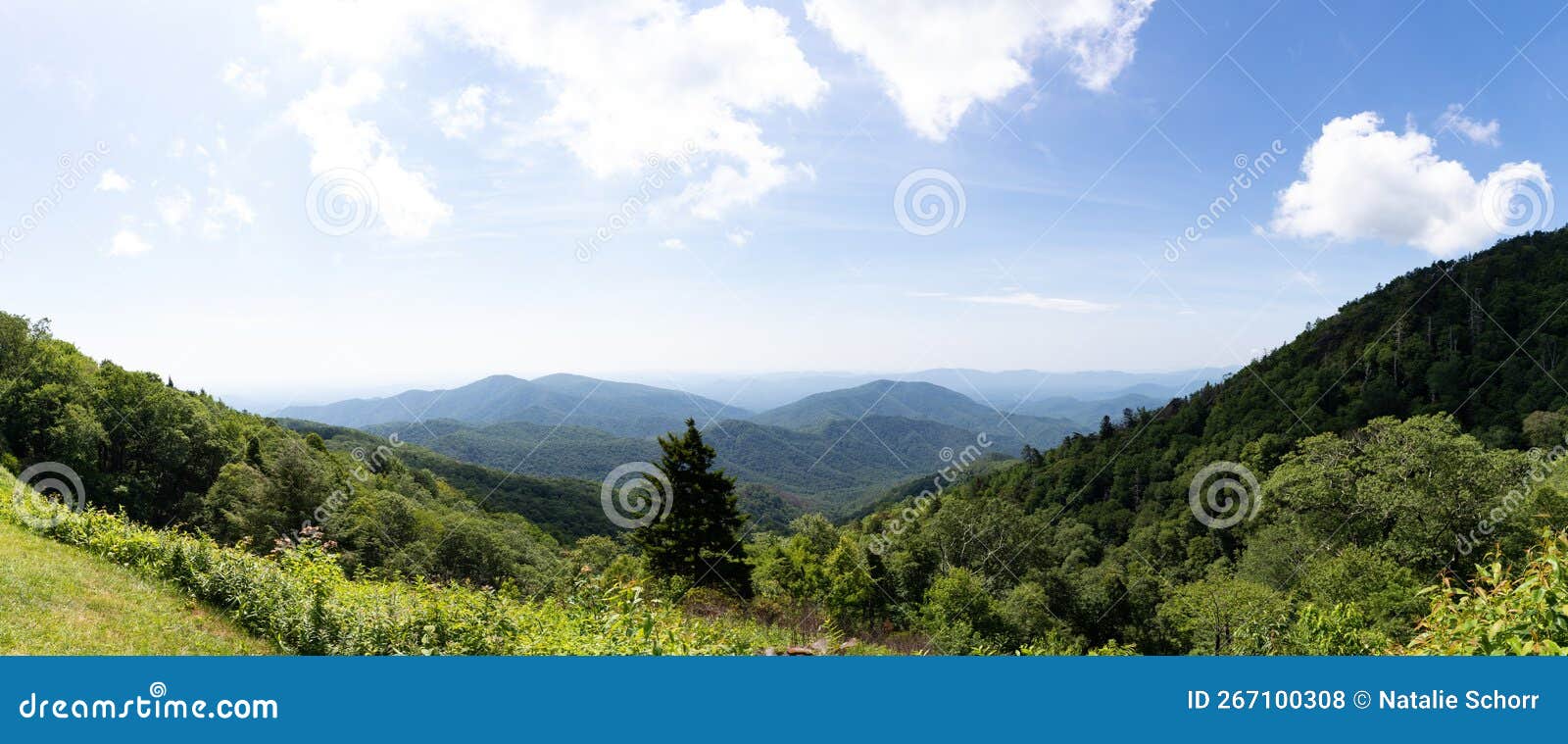 Single Tree Stands Alone in the Center of a Mountain and Valley ...