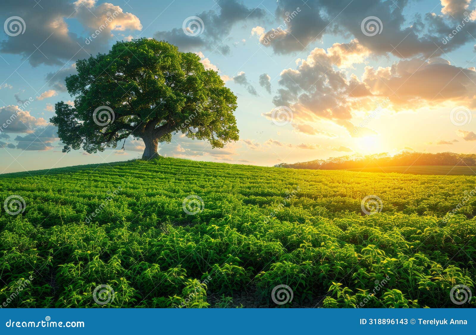 Single Tree Stands Alone in Field As the Sun Sets in the Background ...
