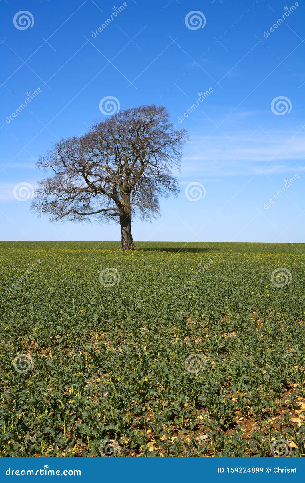 One Tree on the Horizon Landscape Stock Image - Image of blue, farming ...