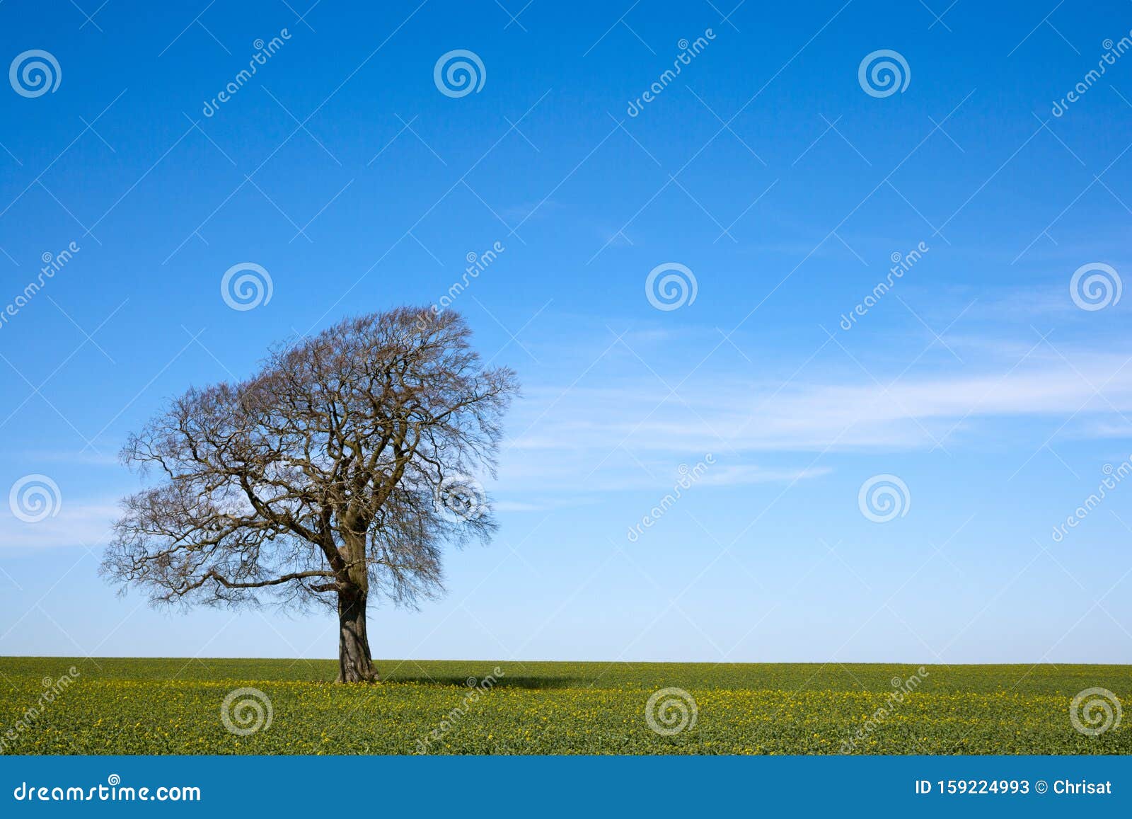 One Tree on the Horizon Landscape Stock Image - Image of alone ...