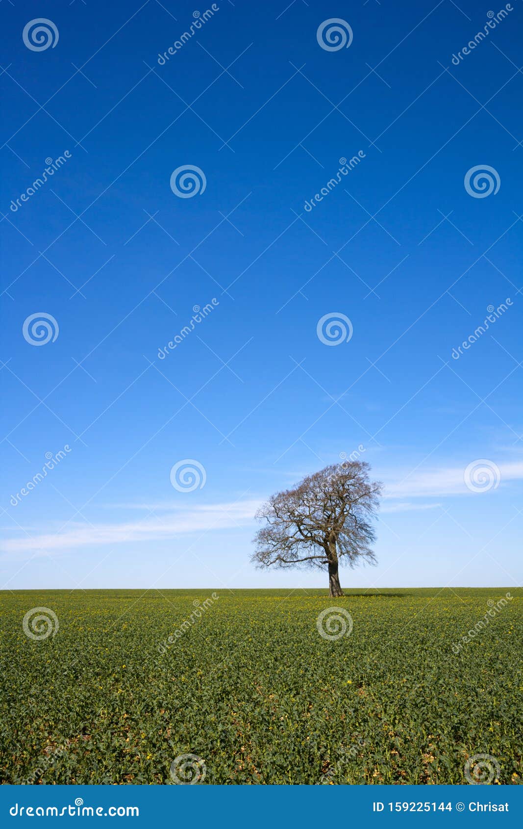 One Tree on the Horizon Landscape Stock Photo - Image of rural, british ...