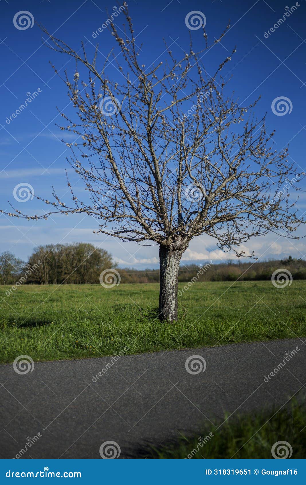 Single Tree Starting To Bloom in the Early Spring Stock Image - Image ...