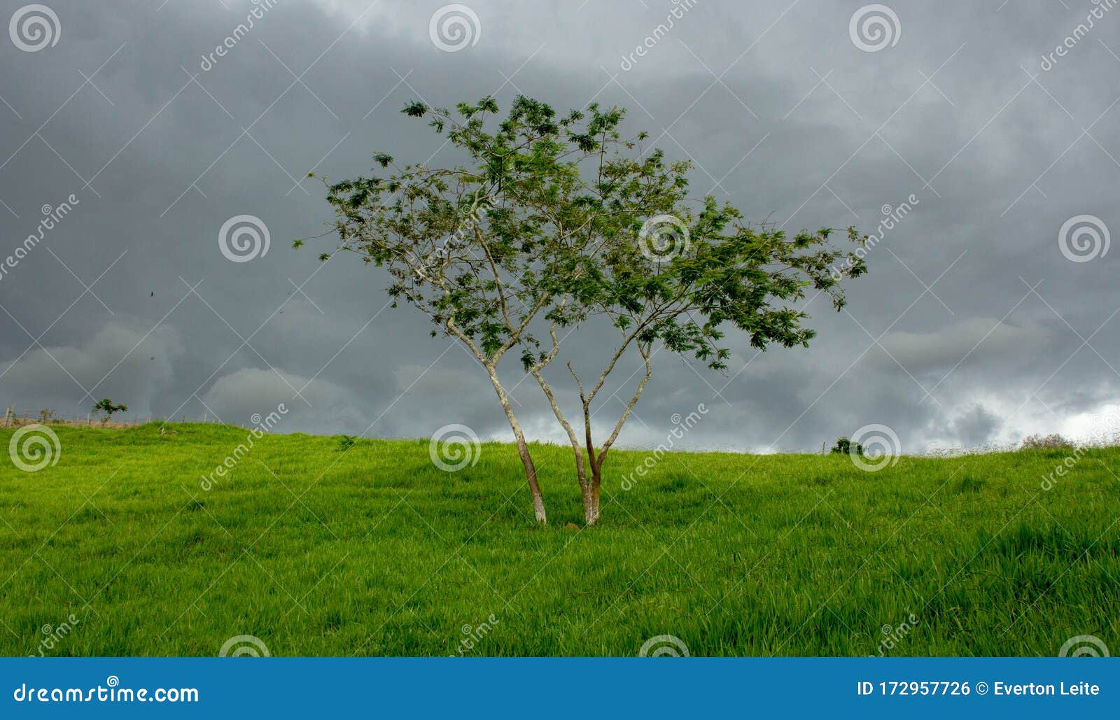 Single Tree on a Stormy Day in a Green Grass Field Stock Photo - Image ...