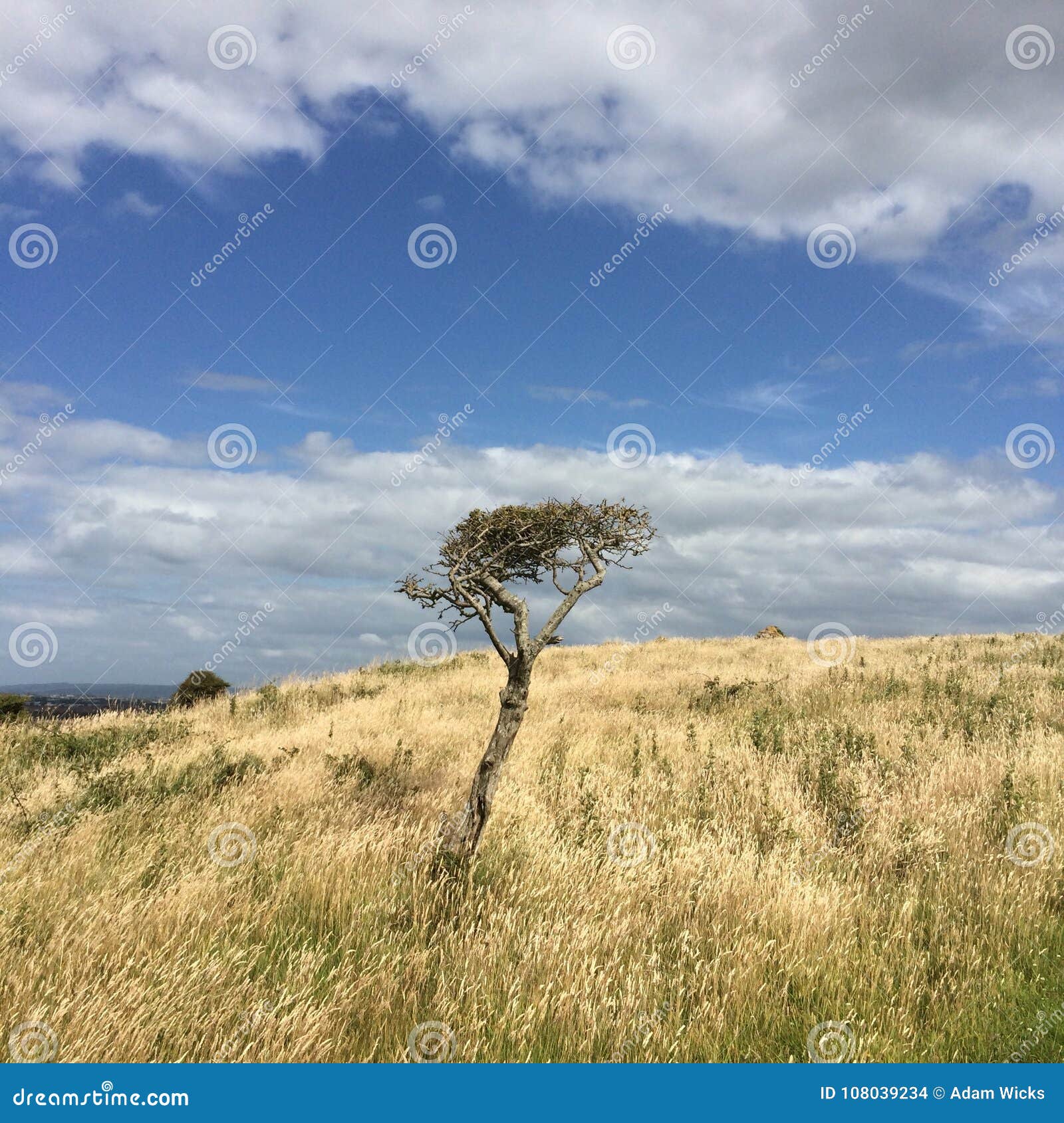 Lonely Wind Swept Tree Against the Wind Stock Photo - Image of outdoor ...